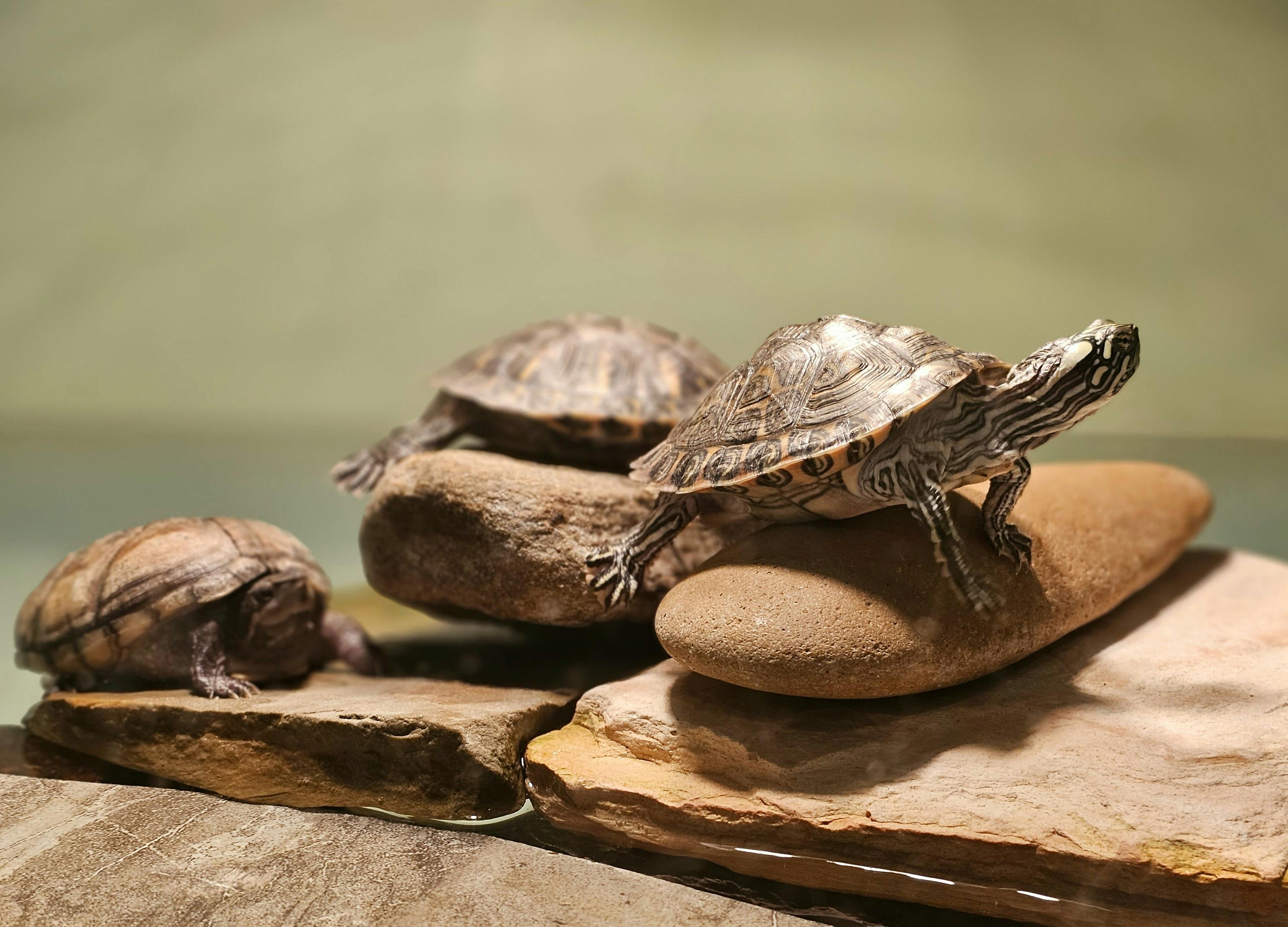 Animated Turtles Photos, Download The BEST Free Animated Turtles Stock ...