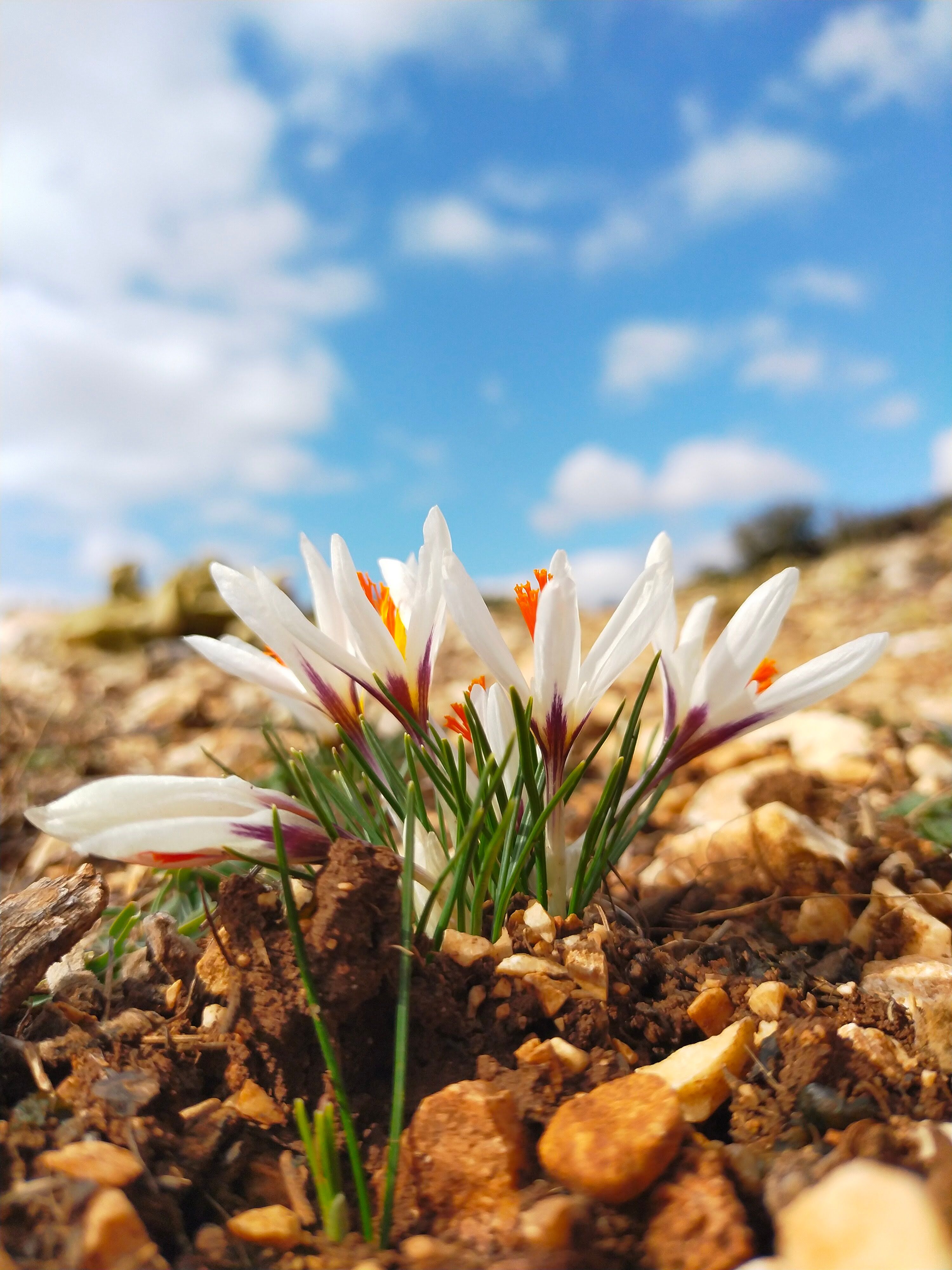 White Crocus Flowers Blooming in Early Spring · Free Stock Photo