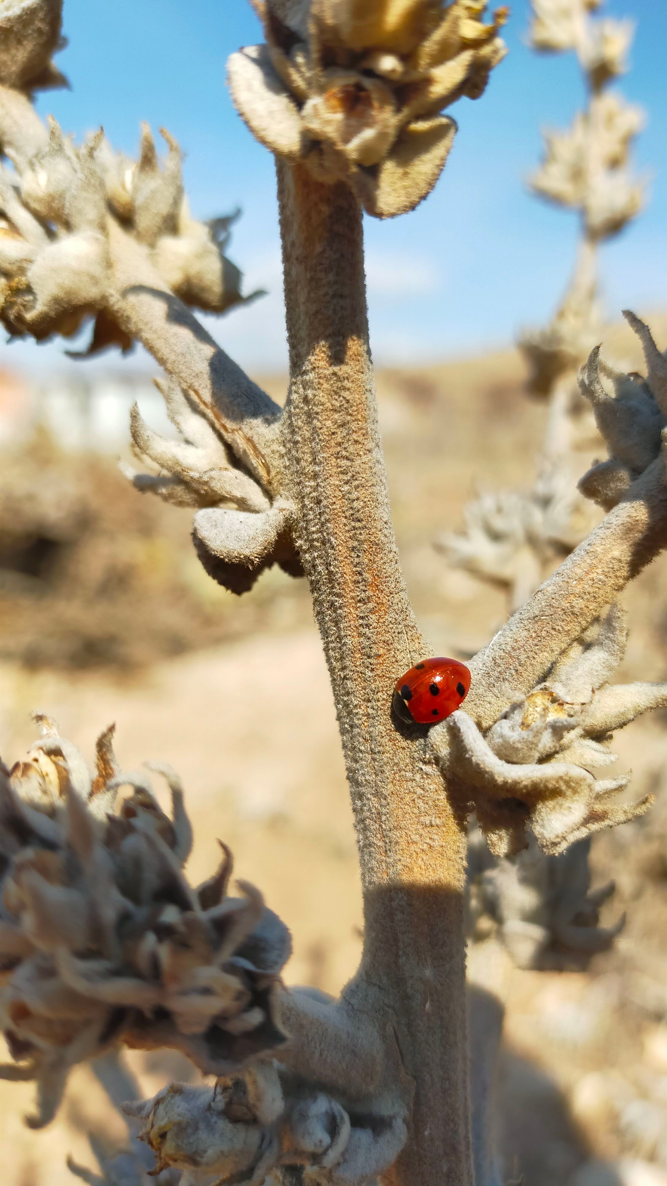 Ladybug on a Dry Plant in Sunny Landscape · Free Stock Photo