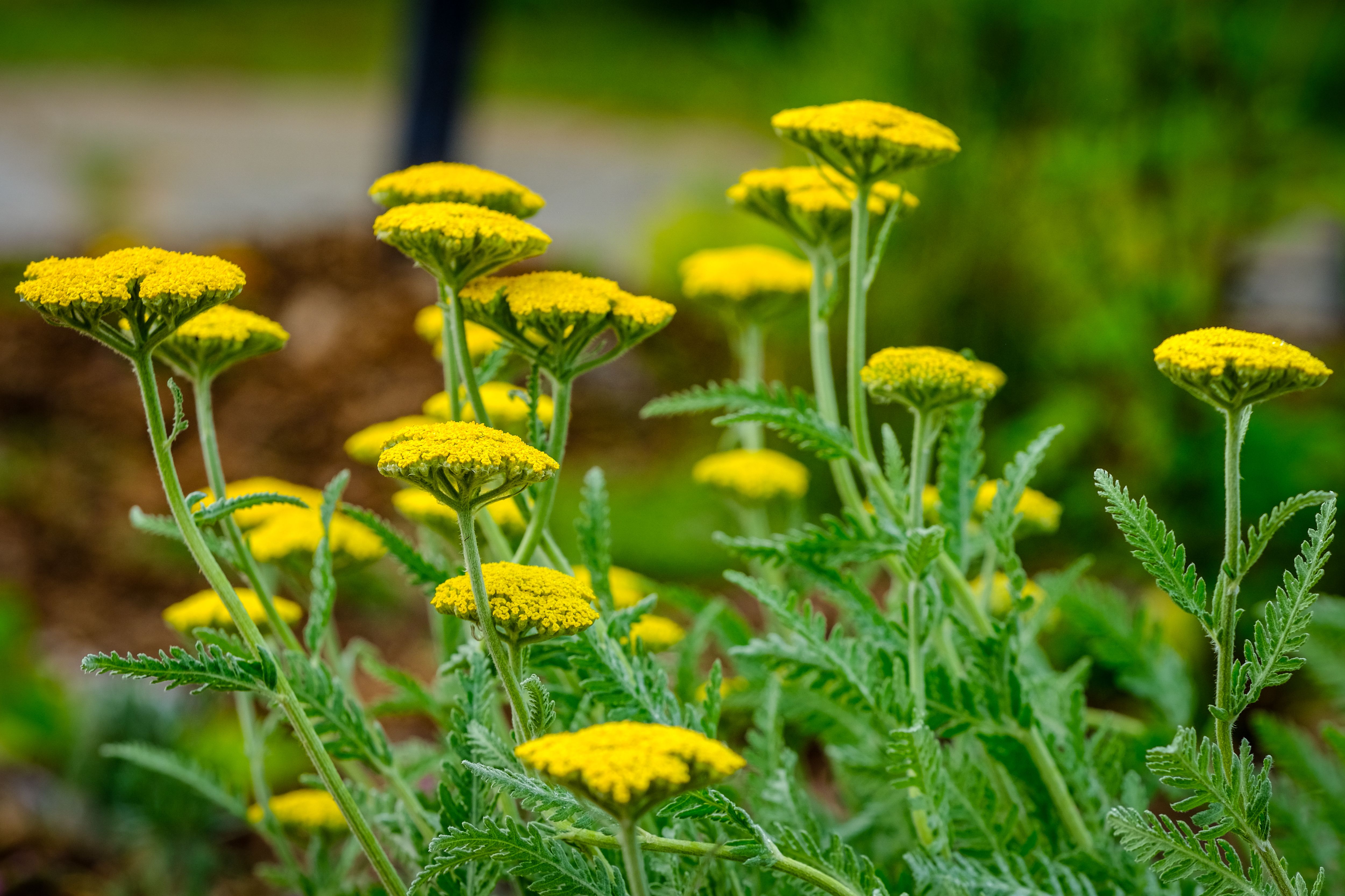 Vibrant Yellow Yarrow Flowers in Bloom · Free Stock Photo