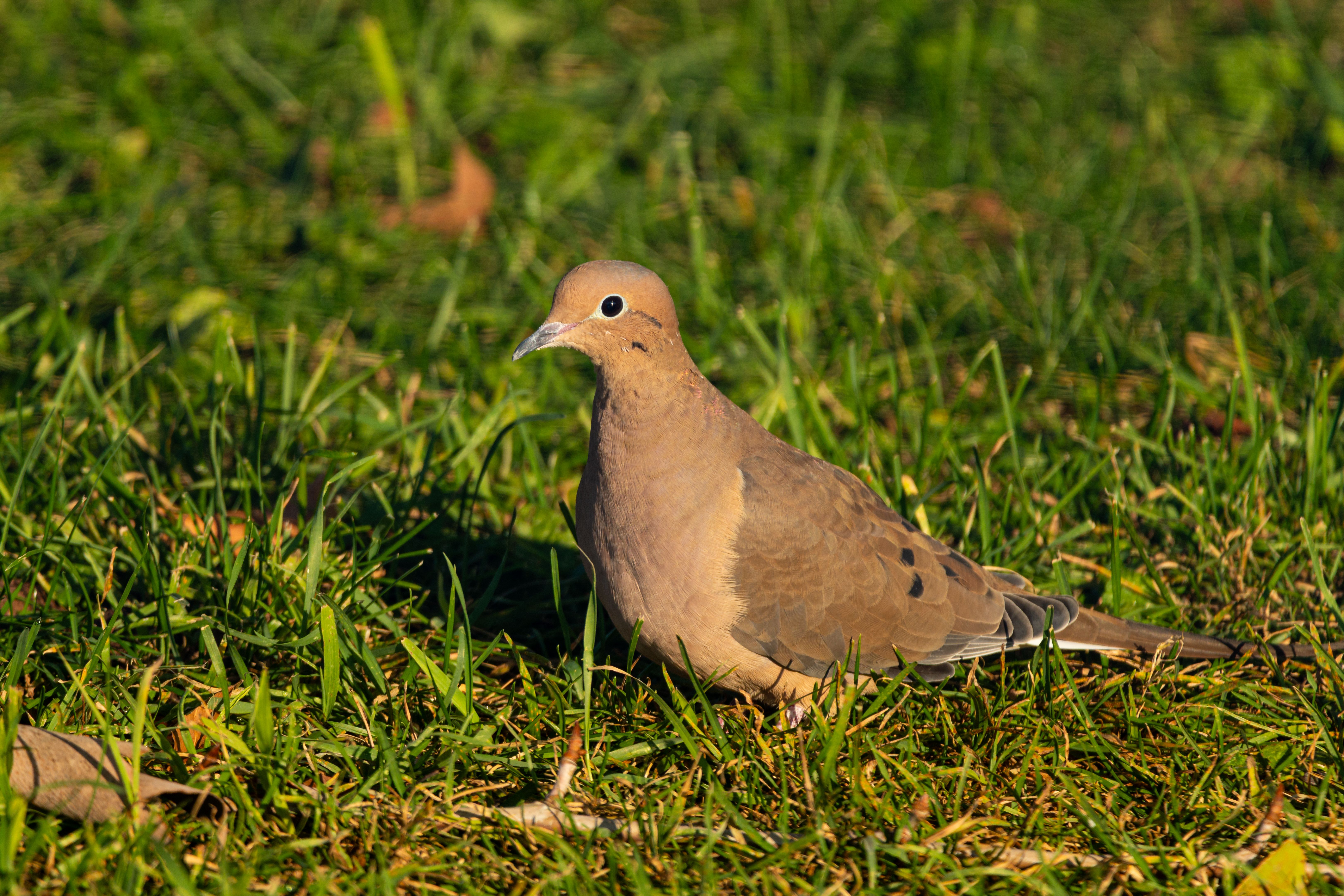 Dove Photos, Download The BEST Free Dove Stock Photos & HD Images