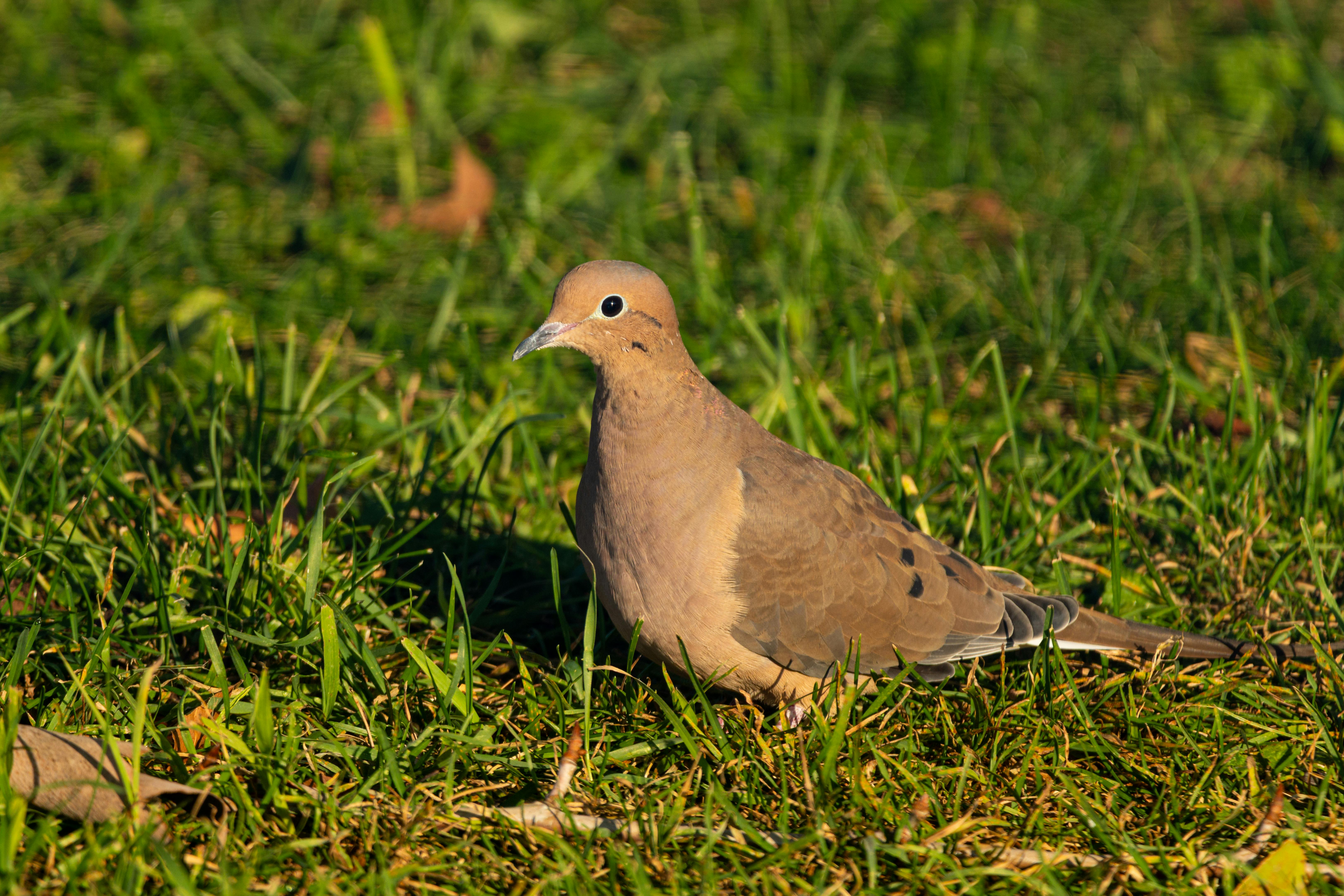 Elegant Mourning Dove in Pennsylvania Meadow · Free Stock Photo