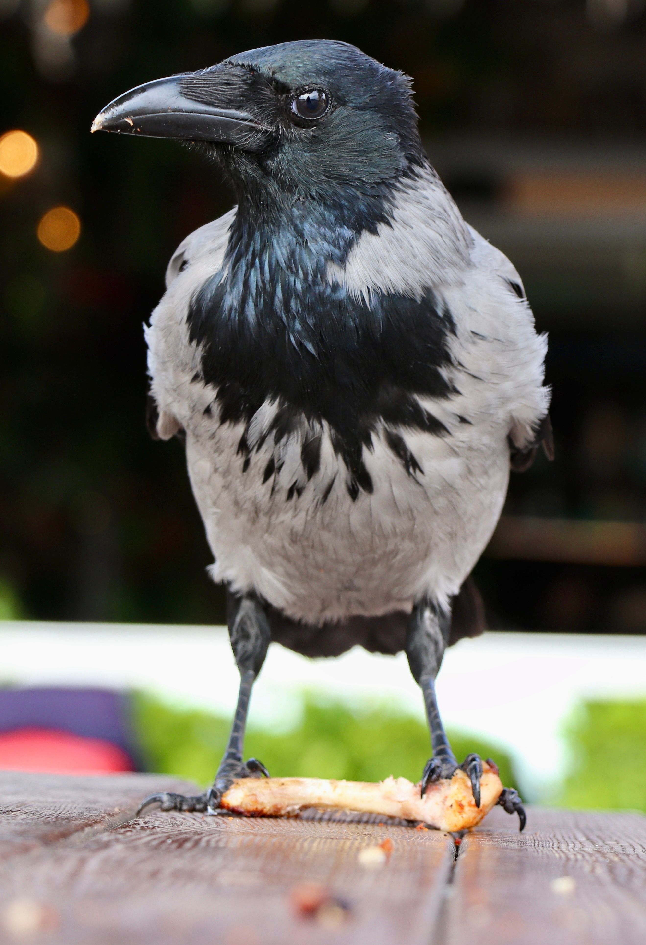 Close-Up of Hooded Crow Feeding on a Bone · Free Stock Photo