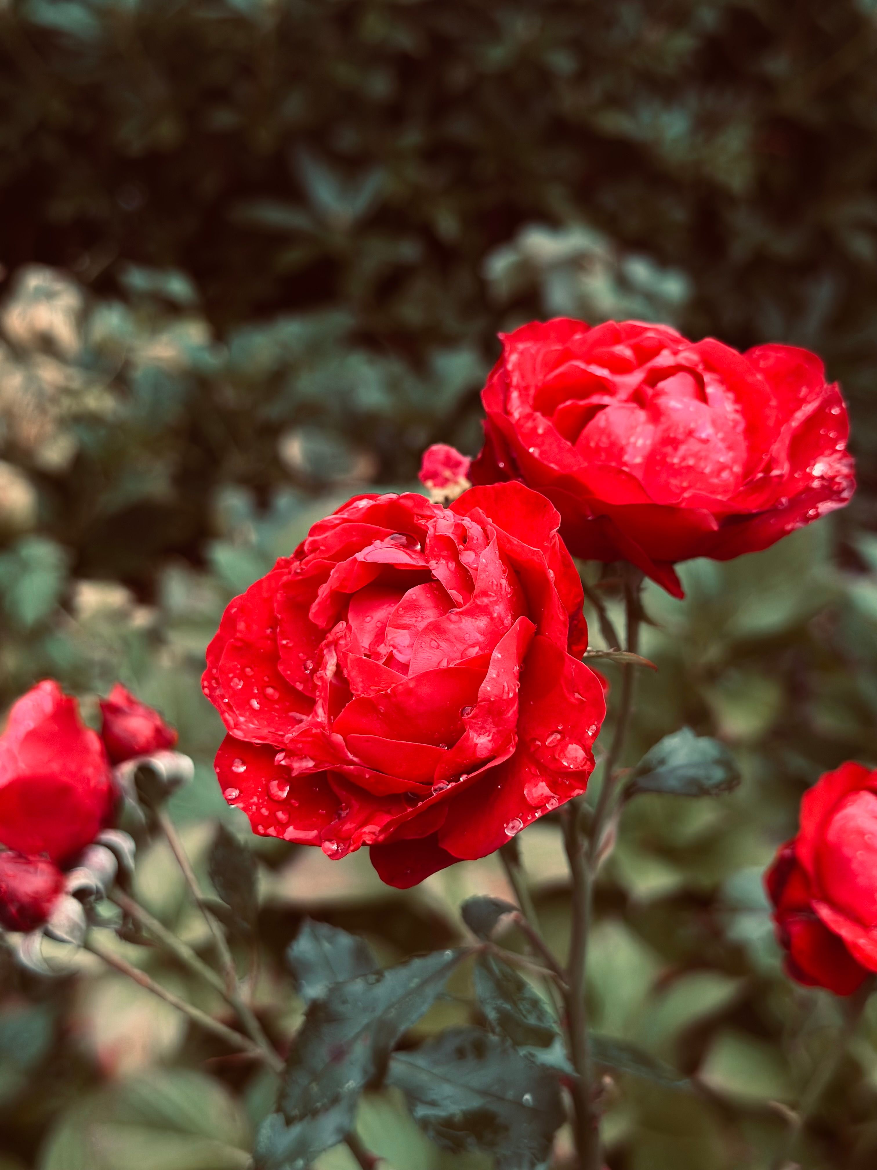 Two Red Flowers · Free Stock Photo
