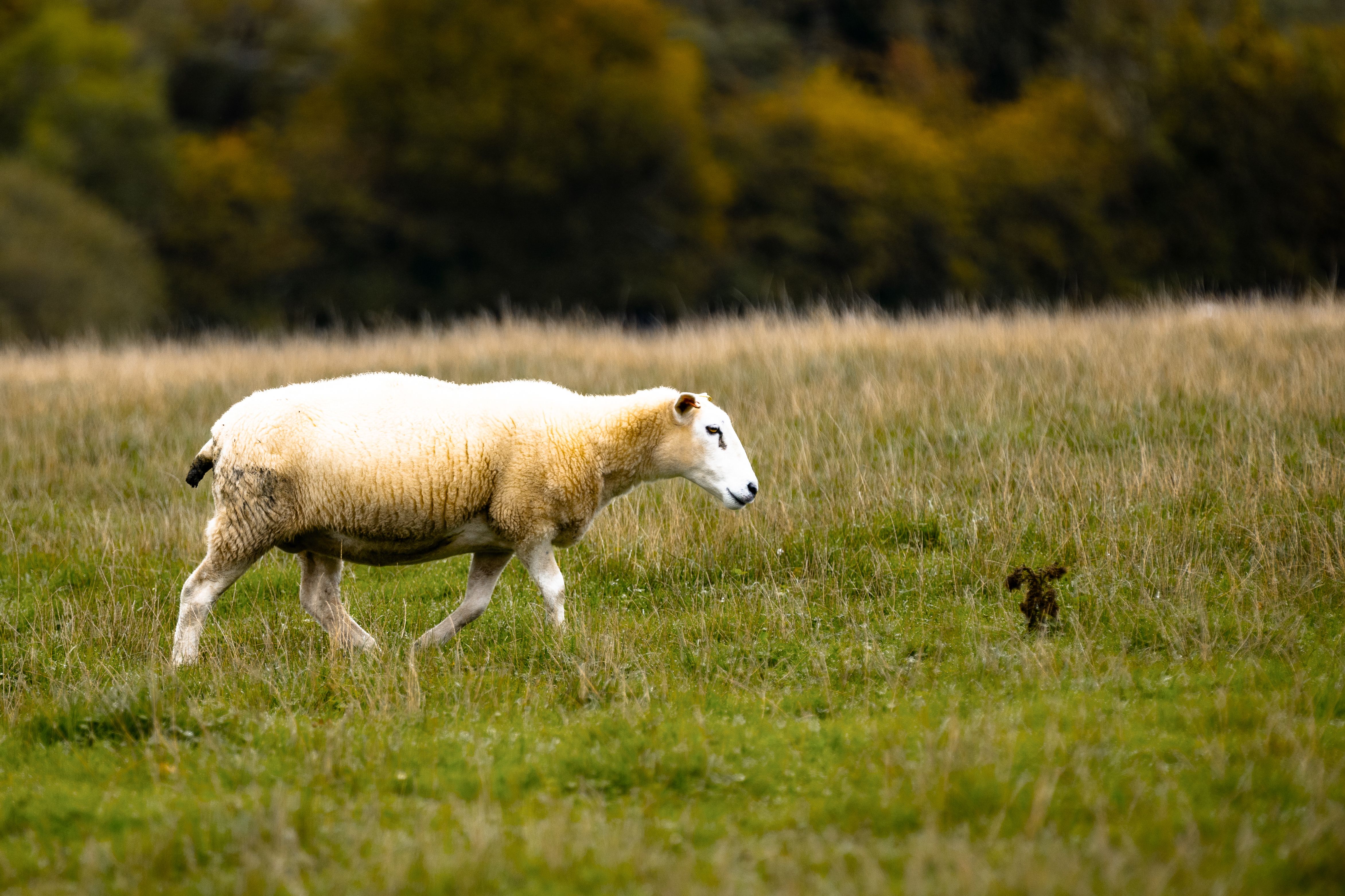 Farm Animal Photos, Download The BEST Free Farm Animal Stock Photos ...