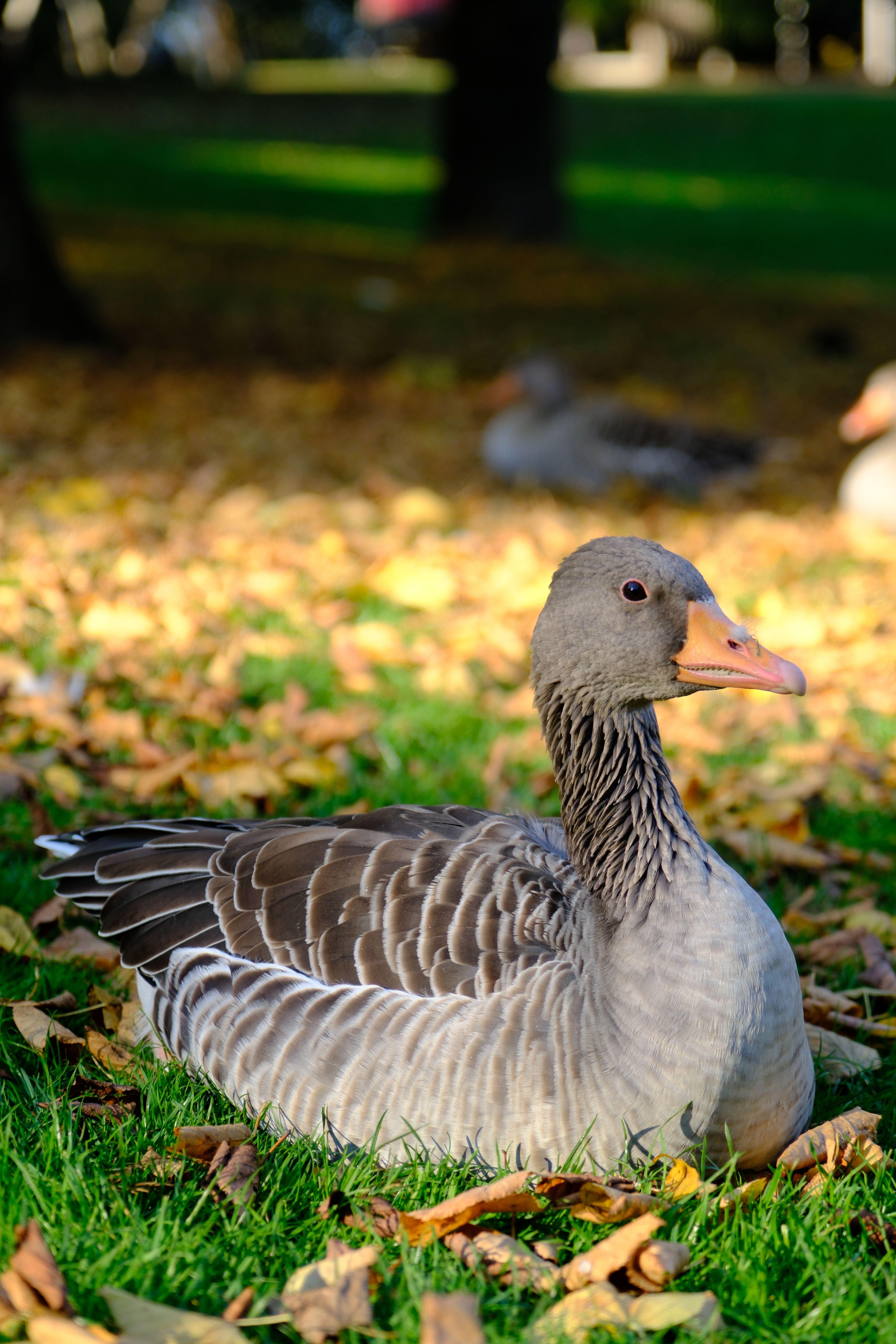 Moose And Goose Photos, Download The BEST Free Moose And Goose Stock ...