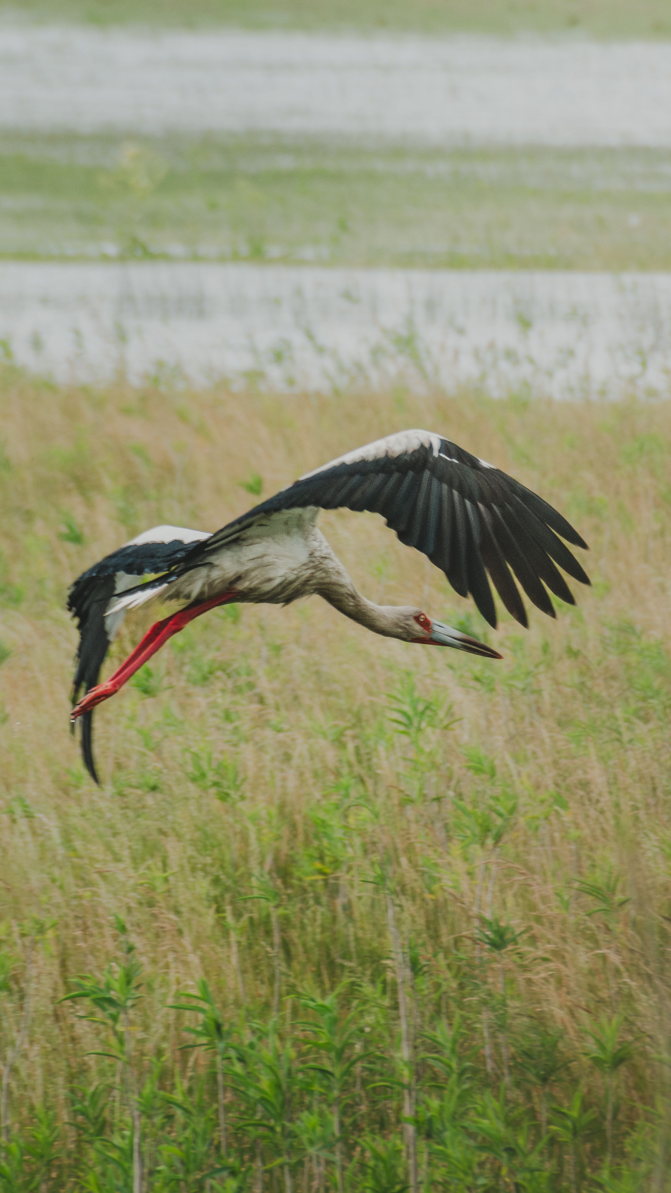 Stork Ads Targaryen Photos, Download The BEST Free Stork Ads Targaryen ...