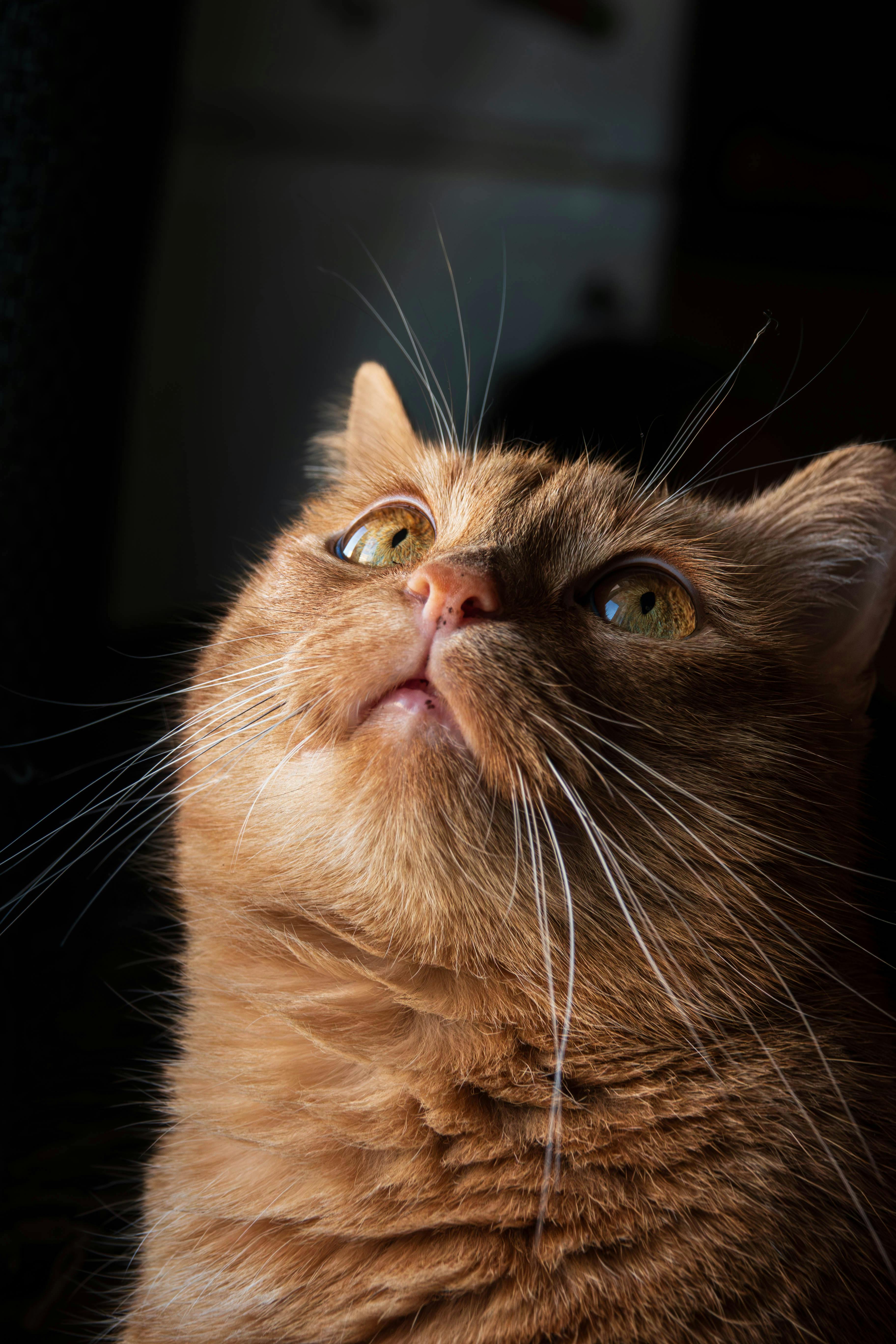 Cats Close Up Photos, Download The BEST Free Cats Close Up Stock Photos ...