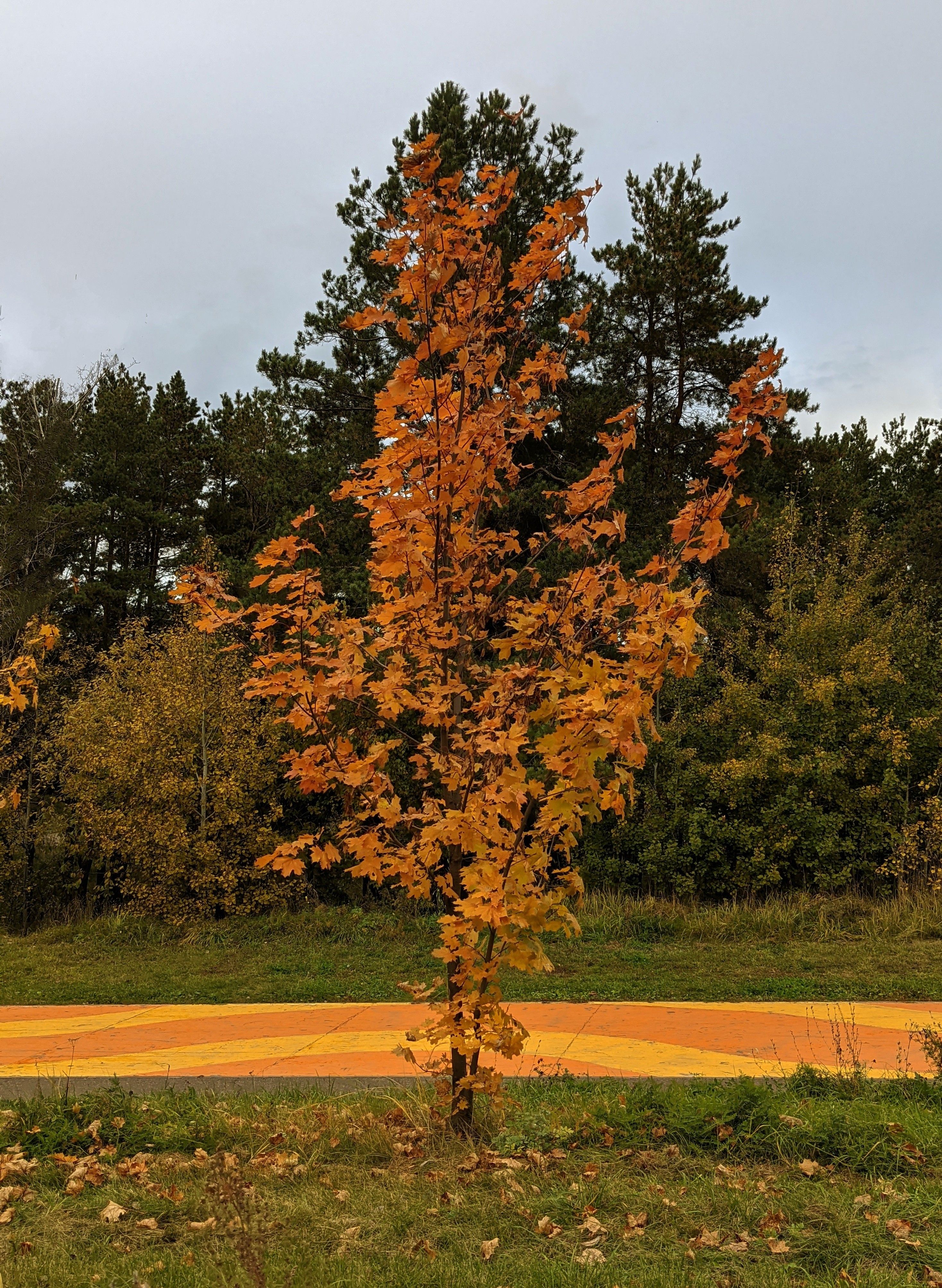 Single Trees Photos, Download The BEST Free Single Trees Stock Photos ...
