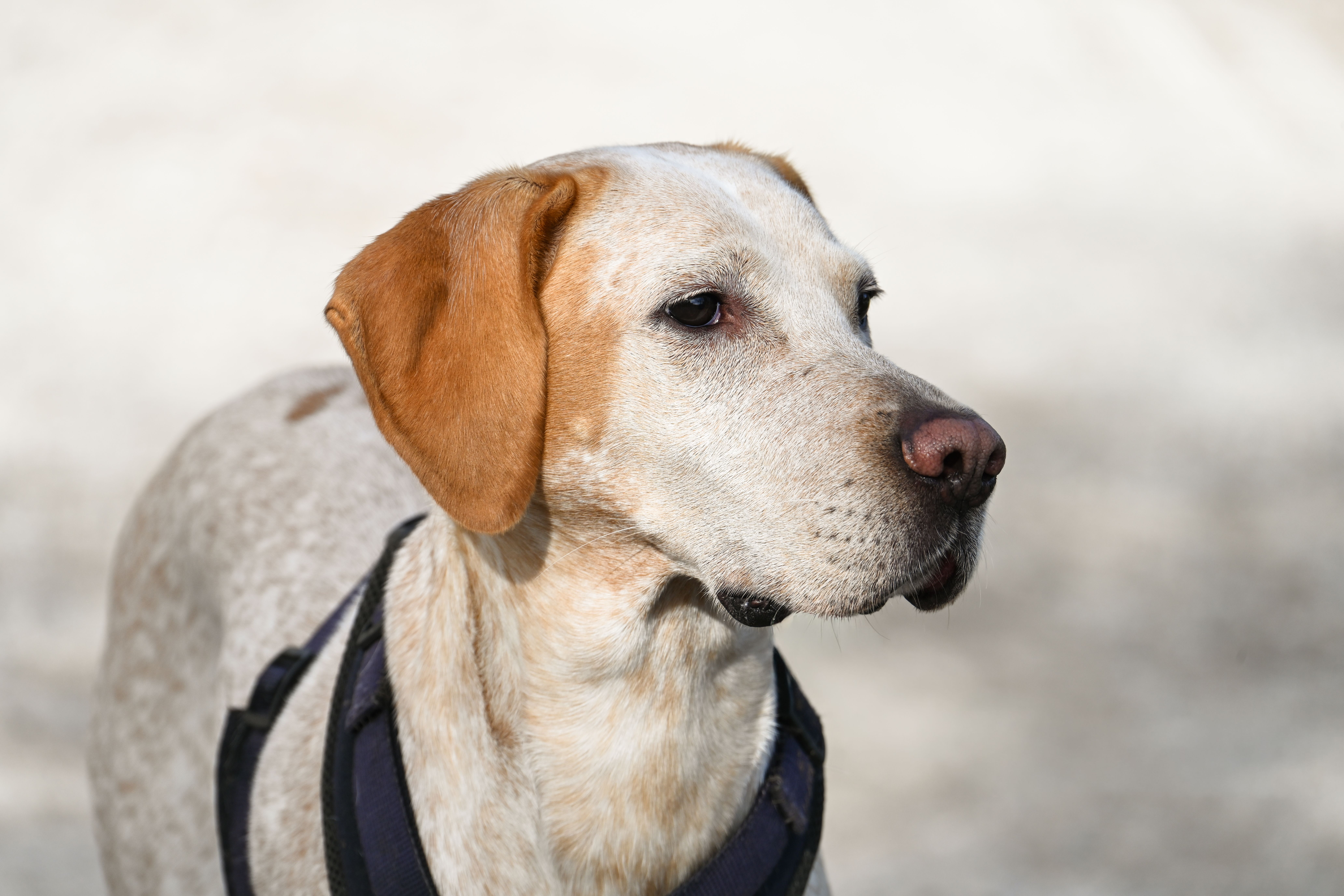Australisk Hound Photos, Download The BEST Free Australisk Hound Stock ...
