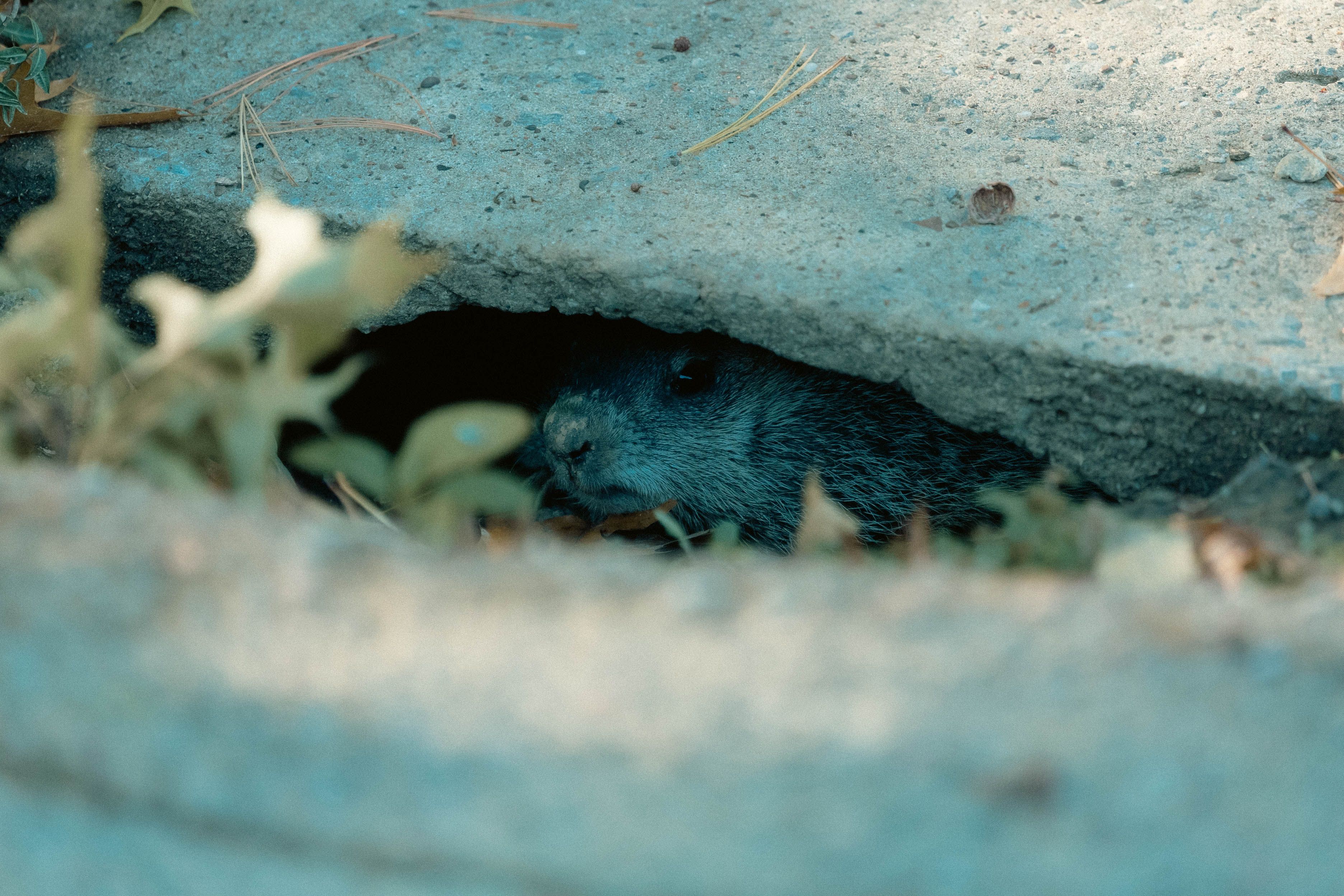 Gopher Photos, Download The BEST Free Gopher Stock Photos & HD Images