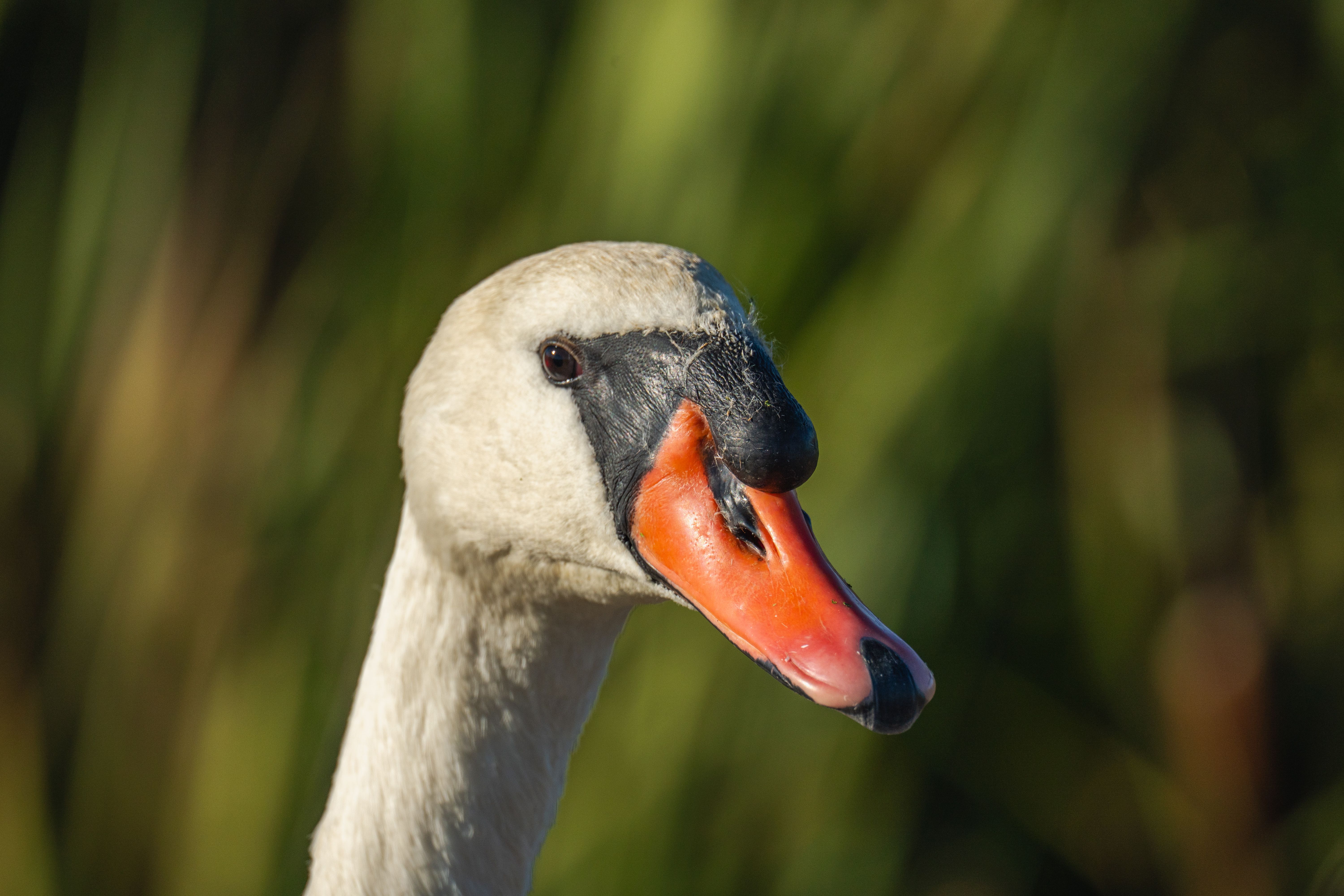 White Stork Head · Free Stock Photo