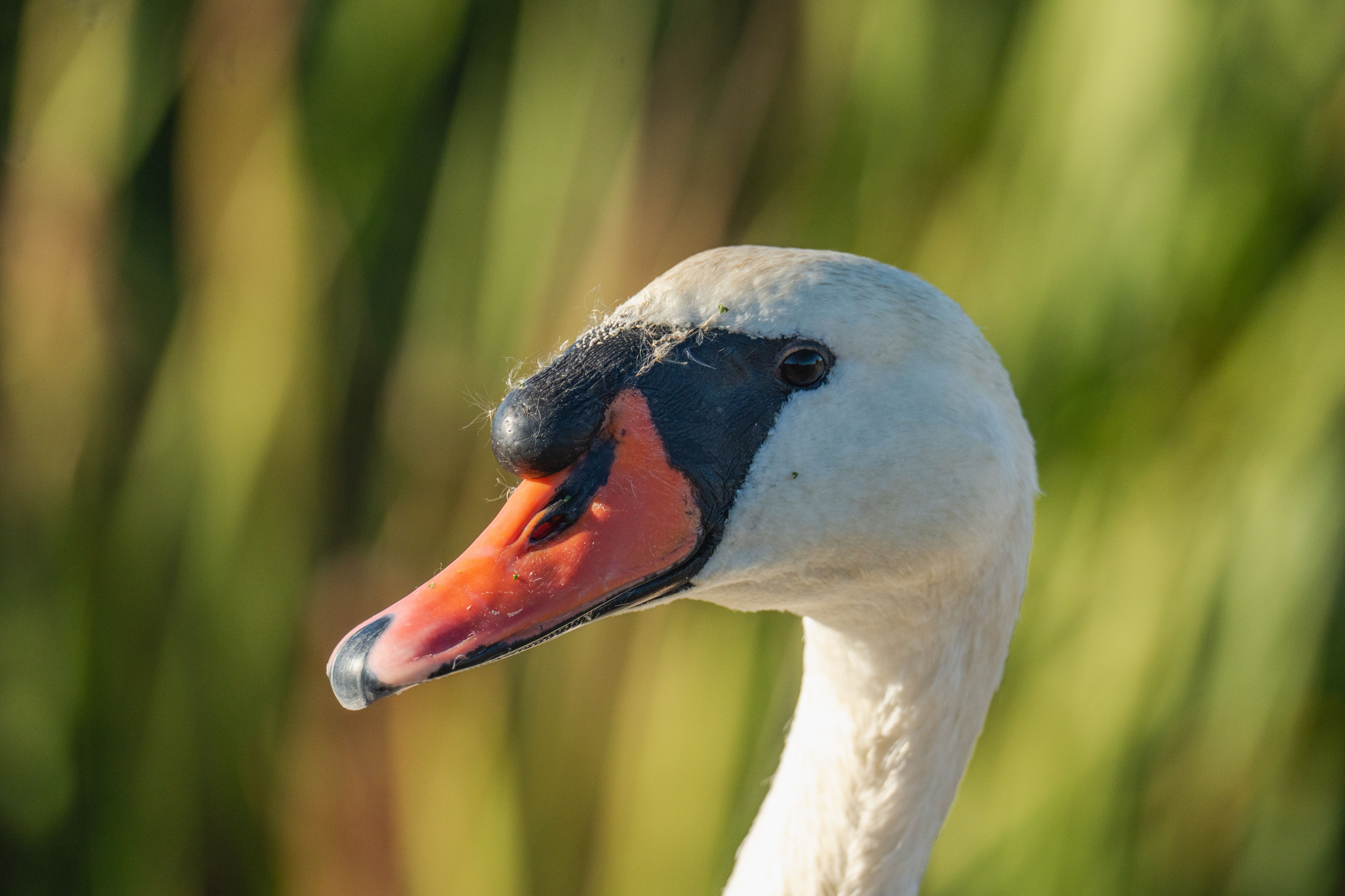 Close-Up Portrait of a Mute Swan in Nature · Free Stock Photo