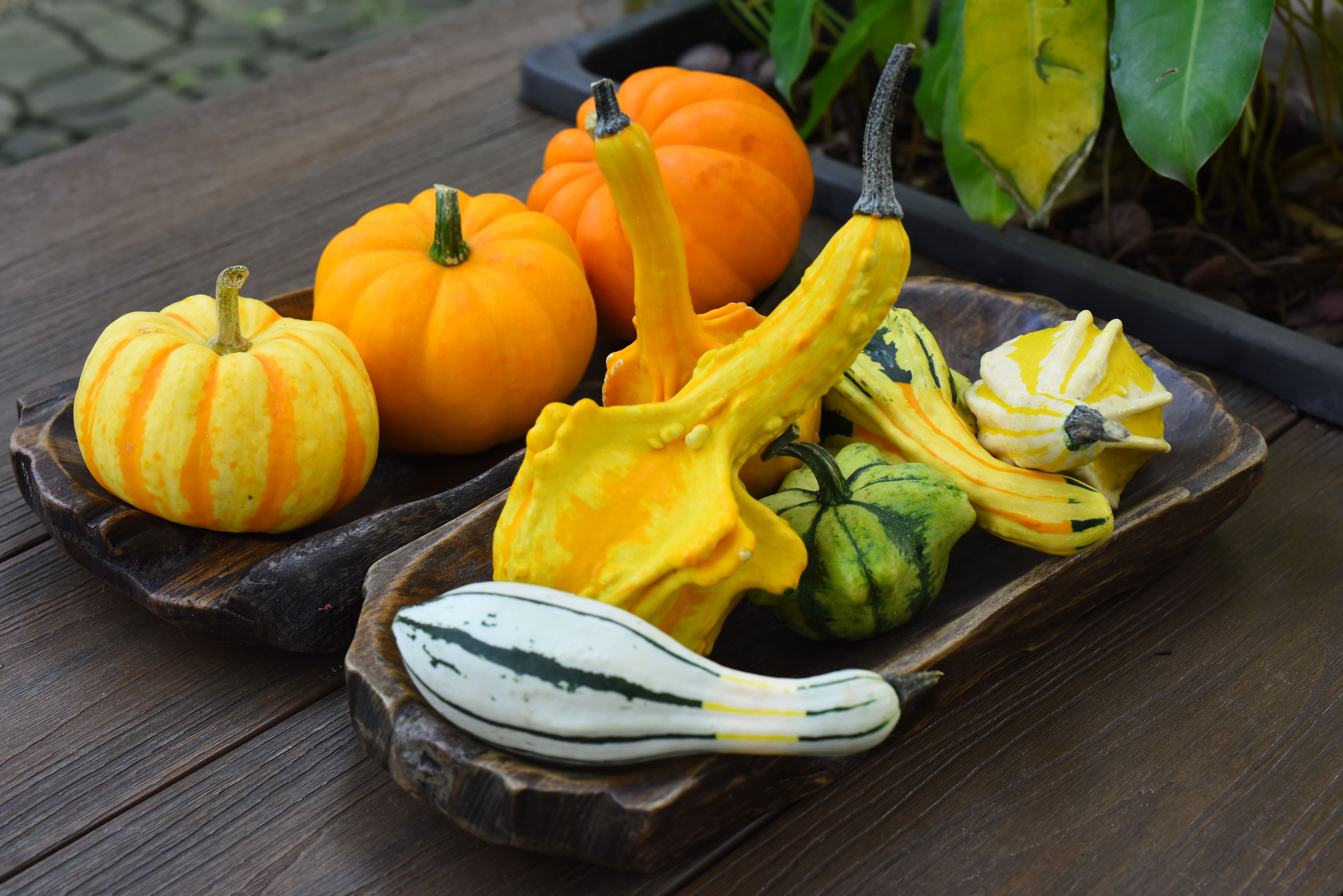 Colorful Autumn Gourds and Mini Pumpkins Display · Free Stock Photo