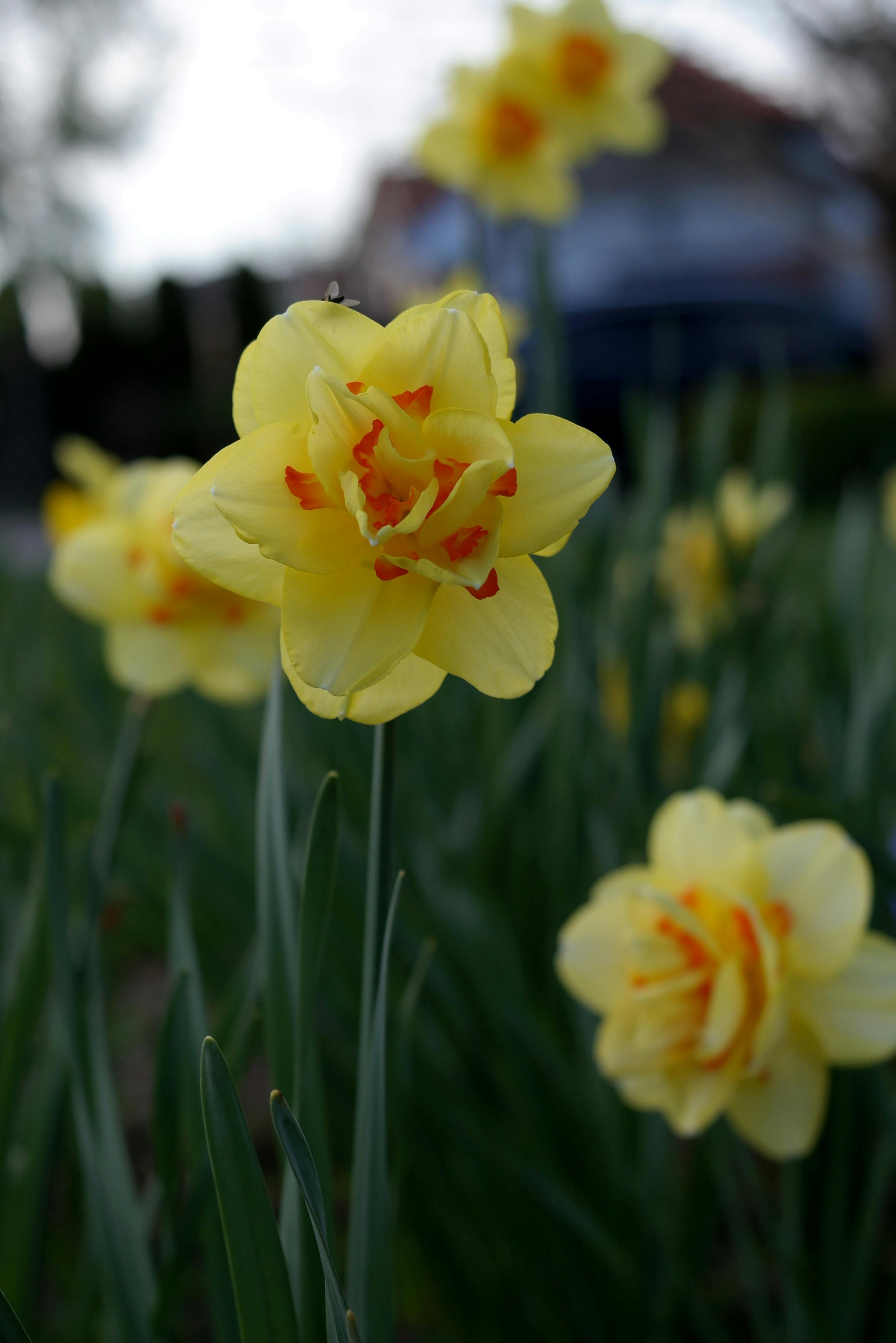 Daffodil Photos, Download The BEST Free Daffodil Stock Photos & HD Images