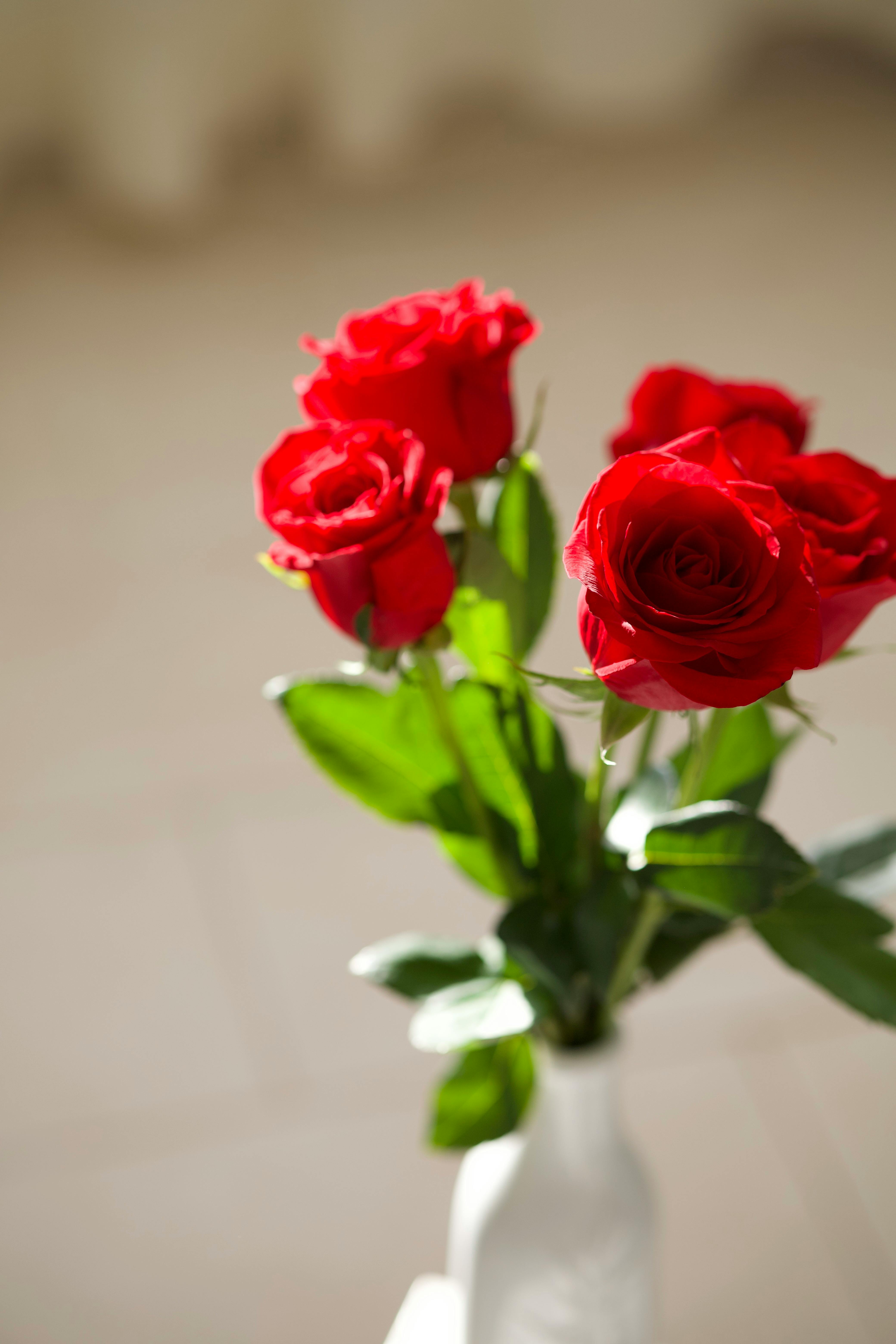 Photo of Roses On Flower Vase · Free Stock Photo