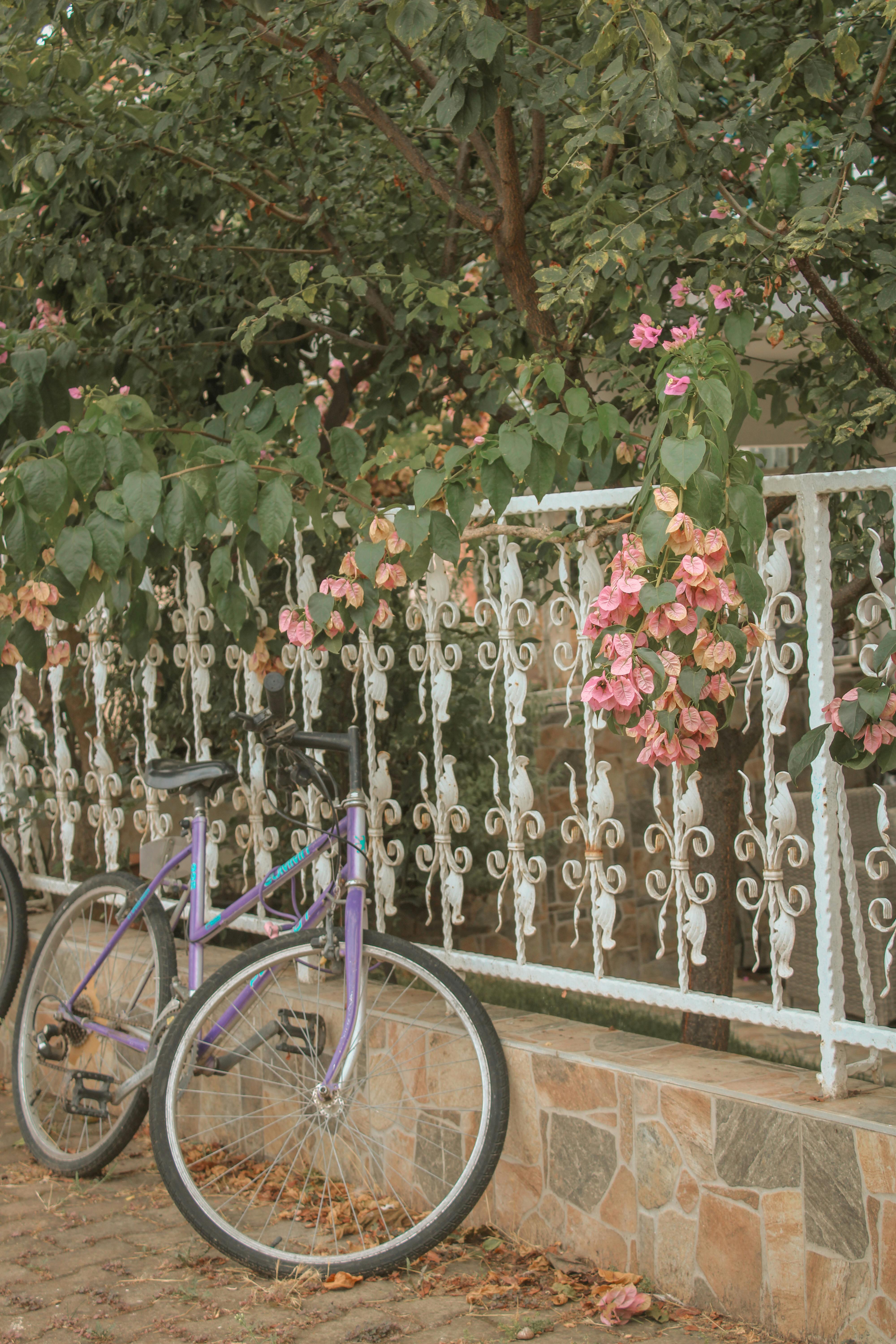 Vintage Bicycle Photos, Download The BEST Free Vintage Bicycle Stock ...