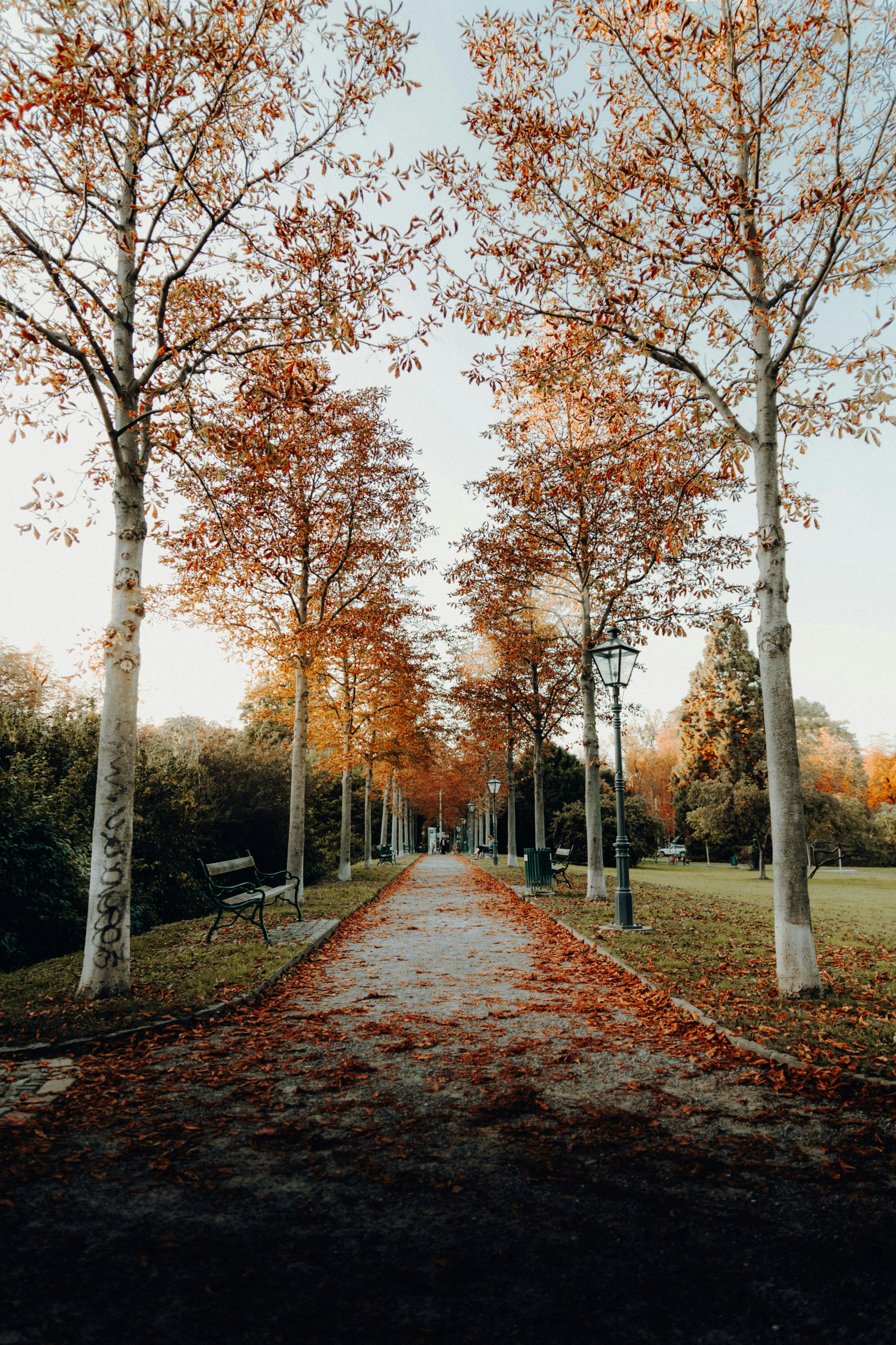 A Serene Autumn Pathway in Graz, Austria · Free Stock Photo