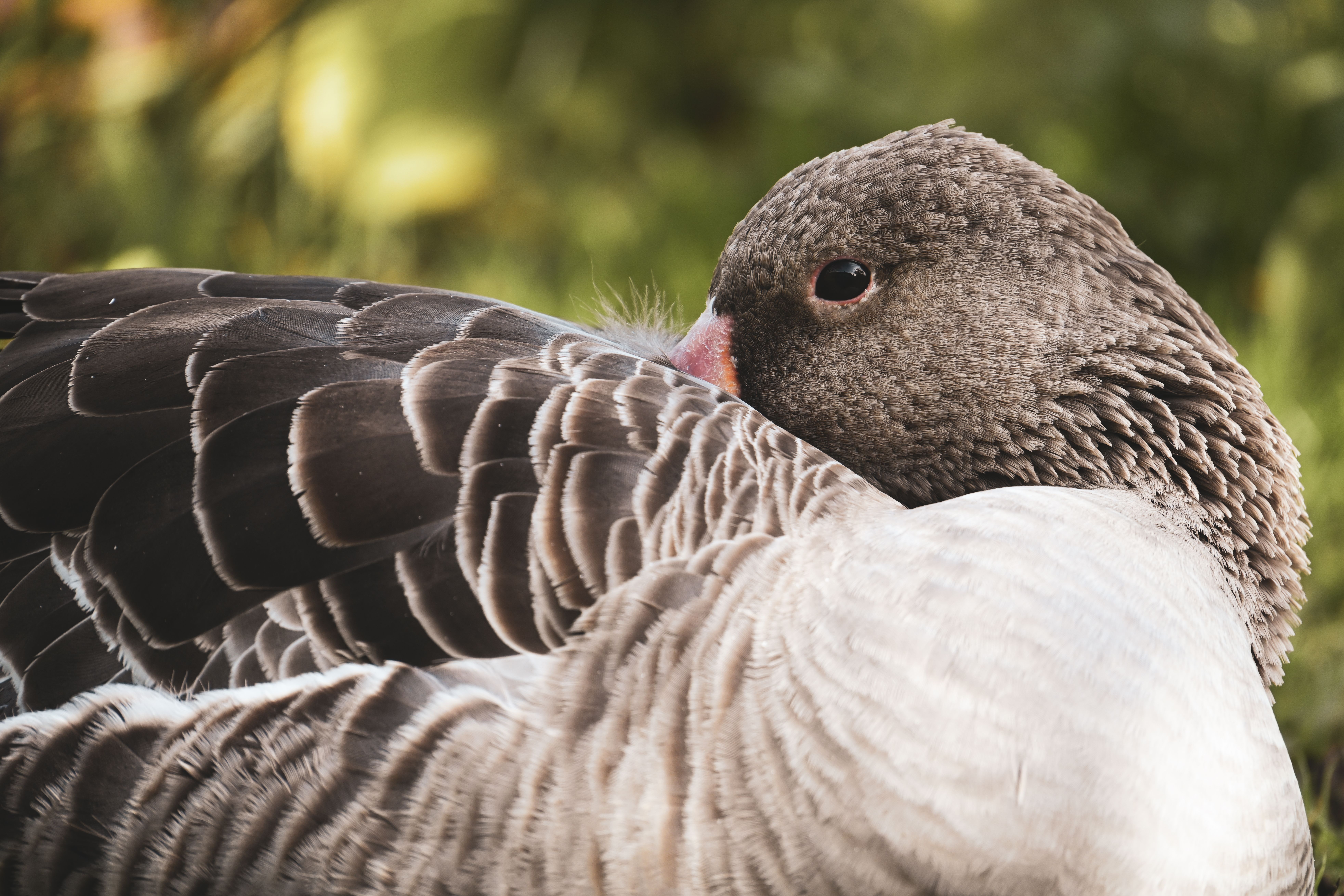 Birds Fall Photos, Download The BEST Free Birds Fall Stock Photos & HD ...
