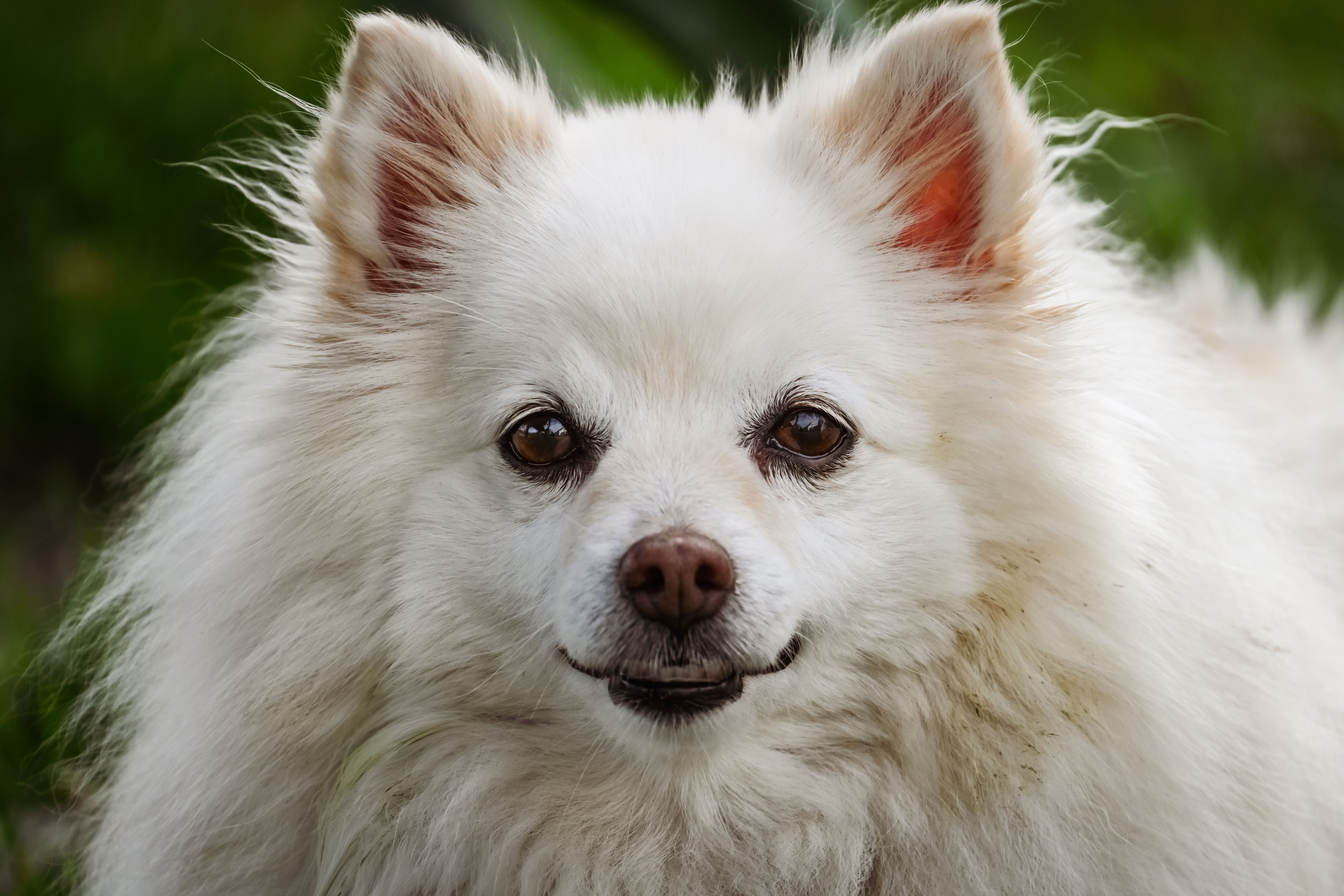 The Dog Face Photos, Download The BEST Free The Dog Face Stock Photos ...