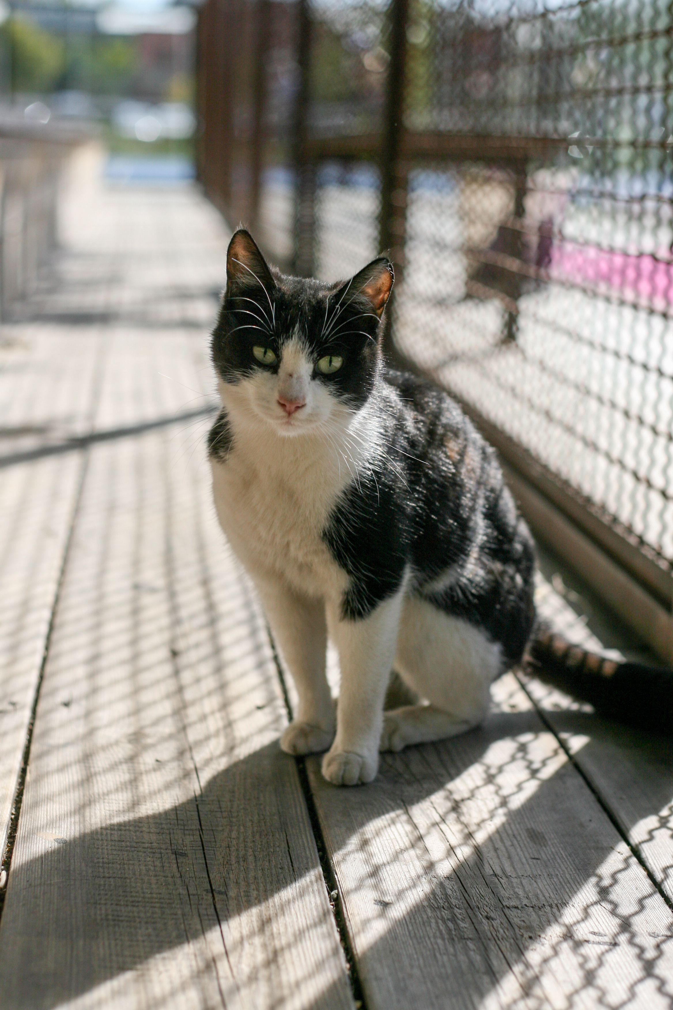 Gato Preto E Branco Sentado Ao Ar Livre Sob A Luz Do Sol · Foto ...
