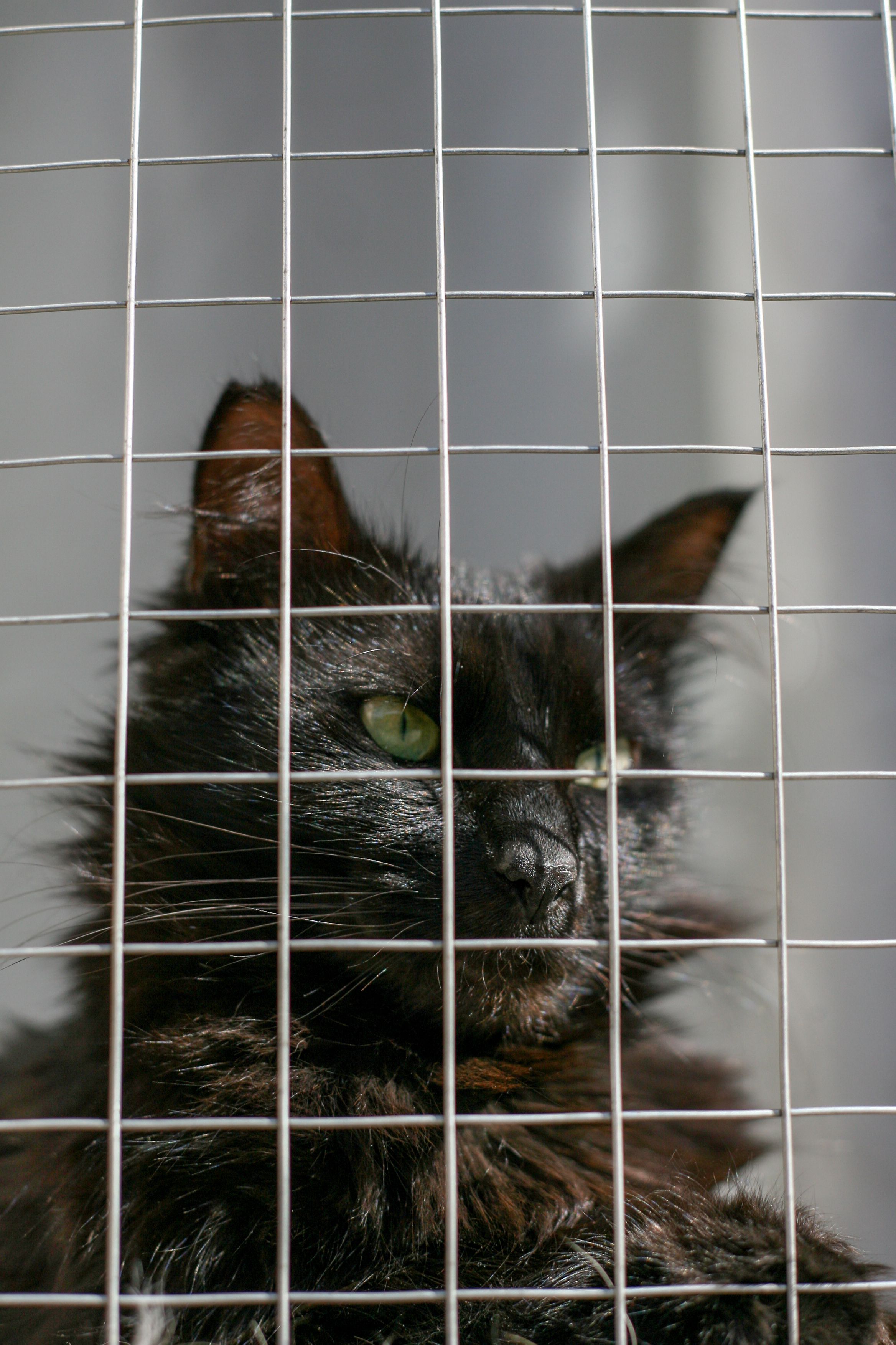 Sad Cat Photos, Download The BEST Free Sad Cat Stock Photos & HD Images