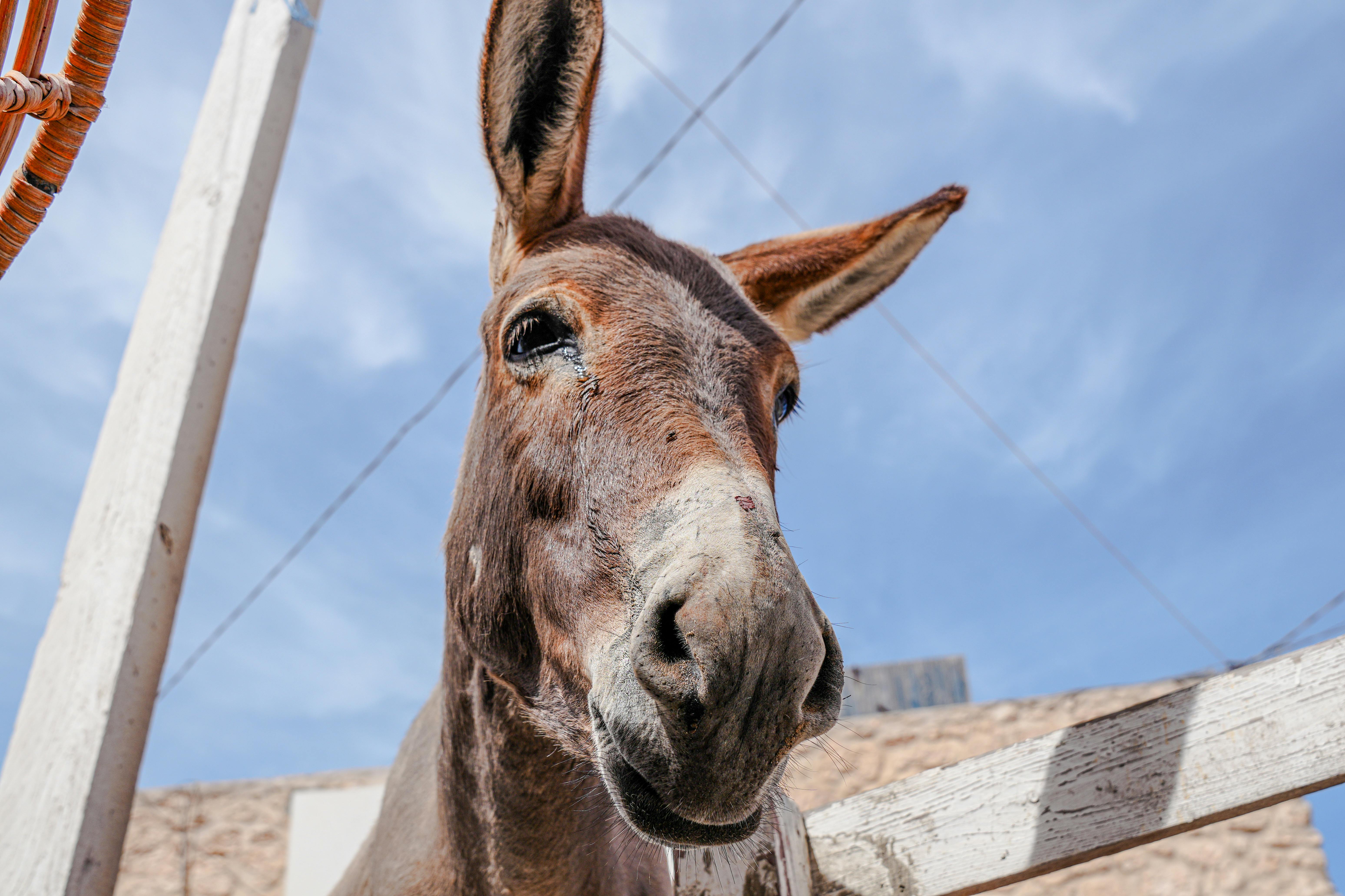 Funny Donkey Photos, Download The BEST Free Funny Donkey Stock Photos ...
