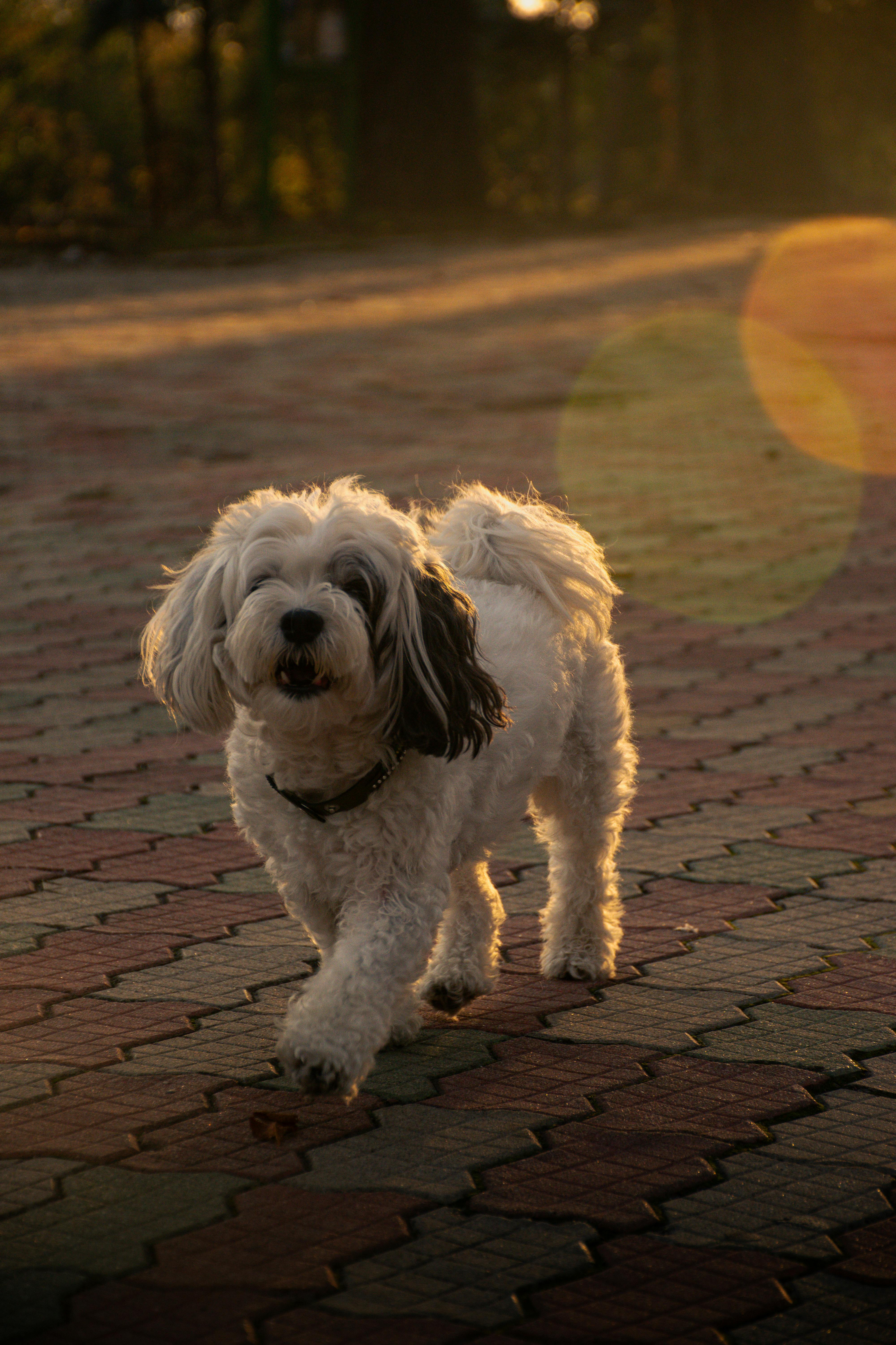 Cute Pets Photos, Download The BEST Free Cute Pets Stock Photos & HD Images