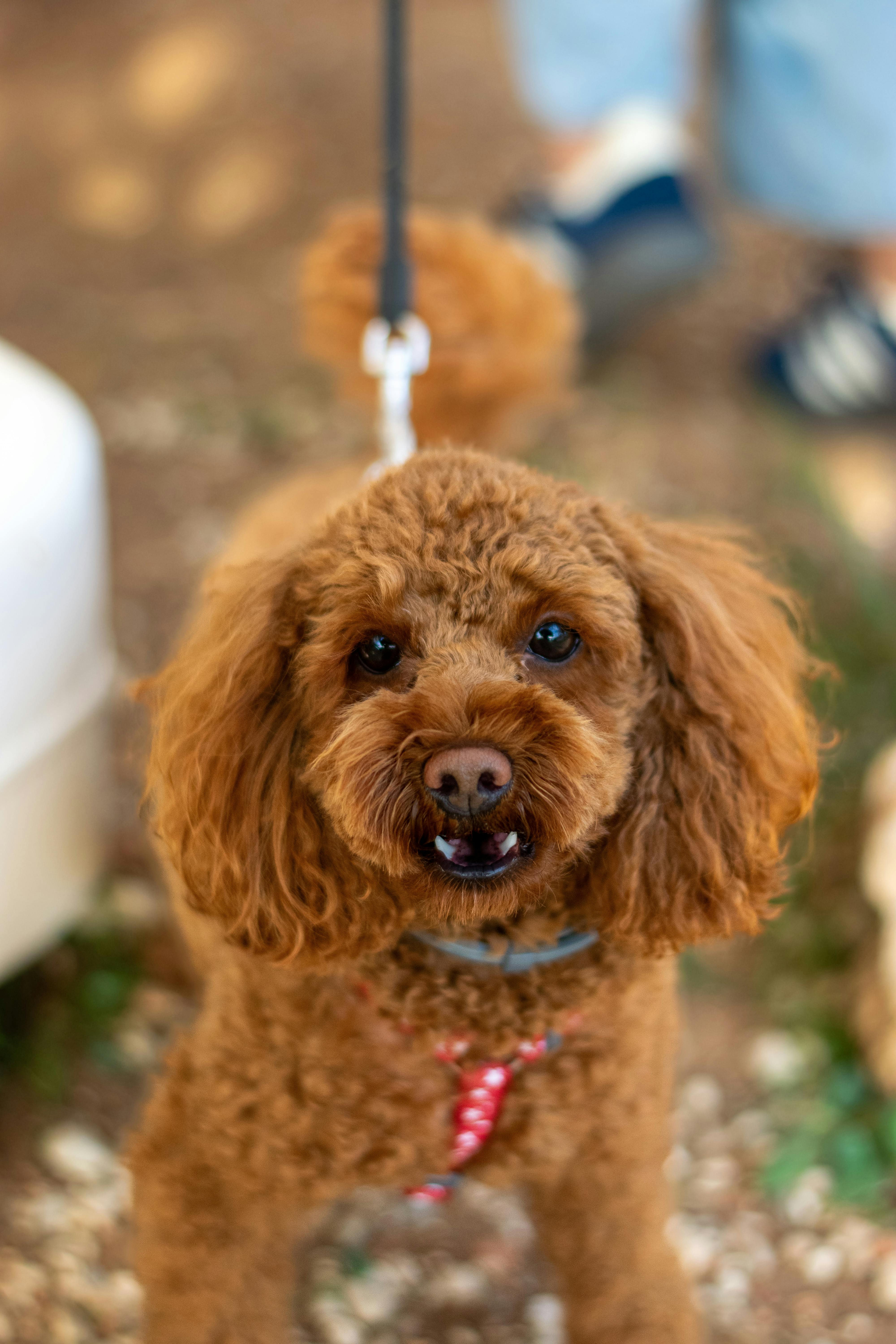Artificial+Spiral+Hill+In+Sydney+Olympic+Park,+Australia Photos ...
