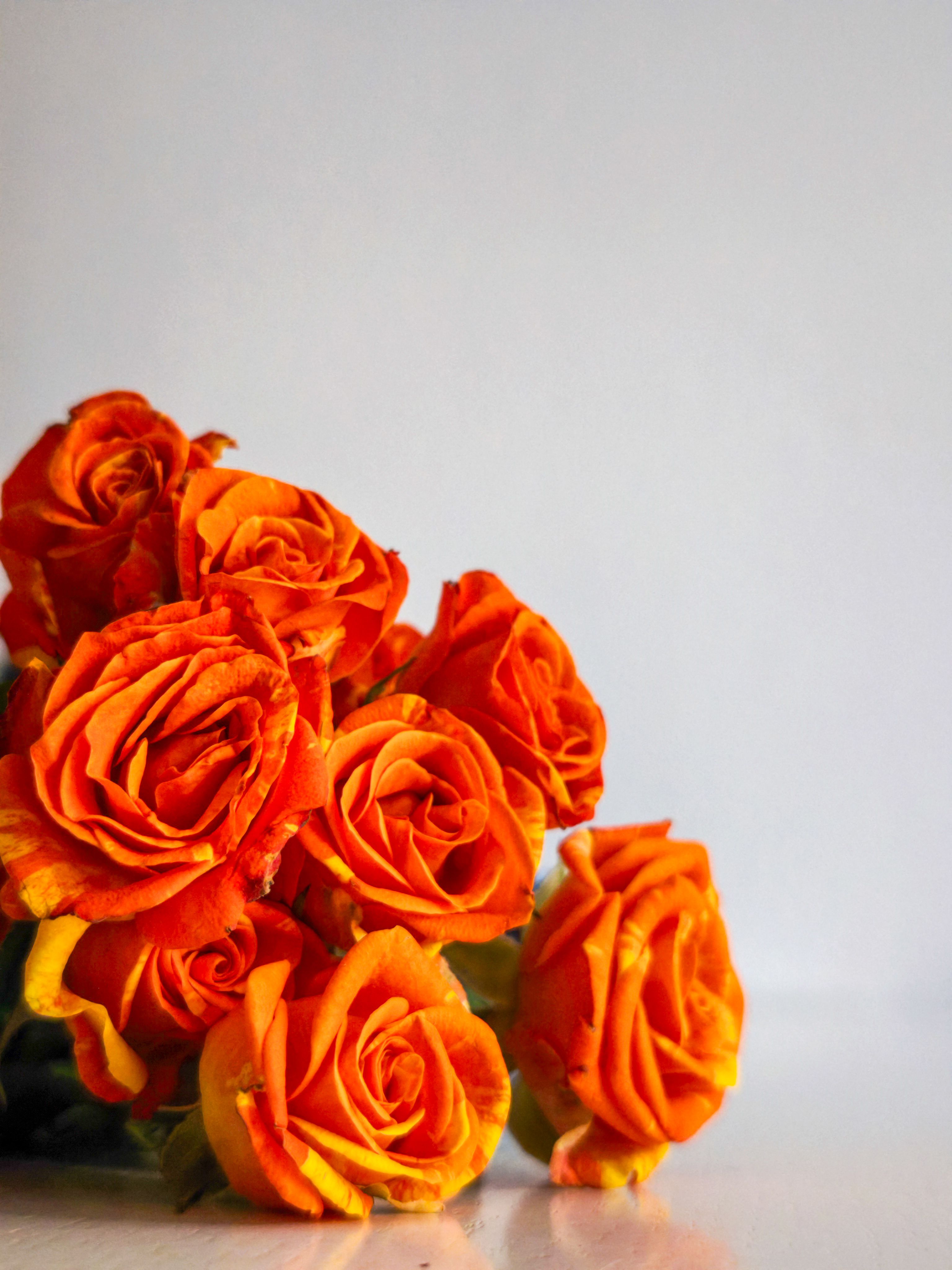 Vibrant Orange Roses Bouquet for Romantic Occasions · Free Stock Photo