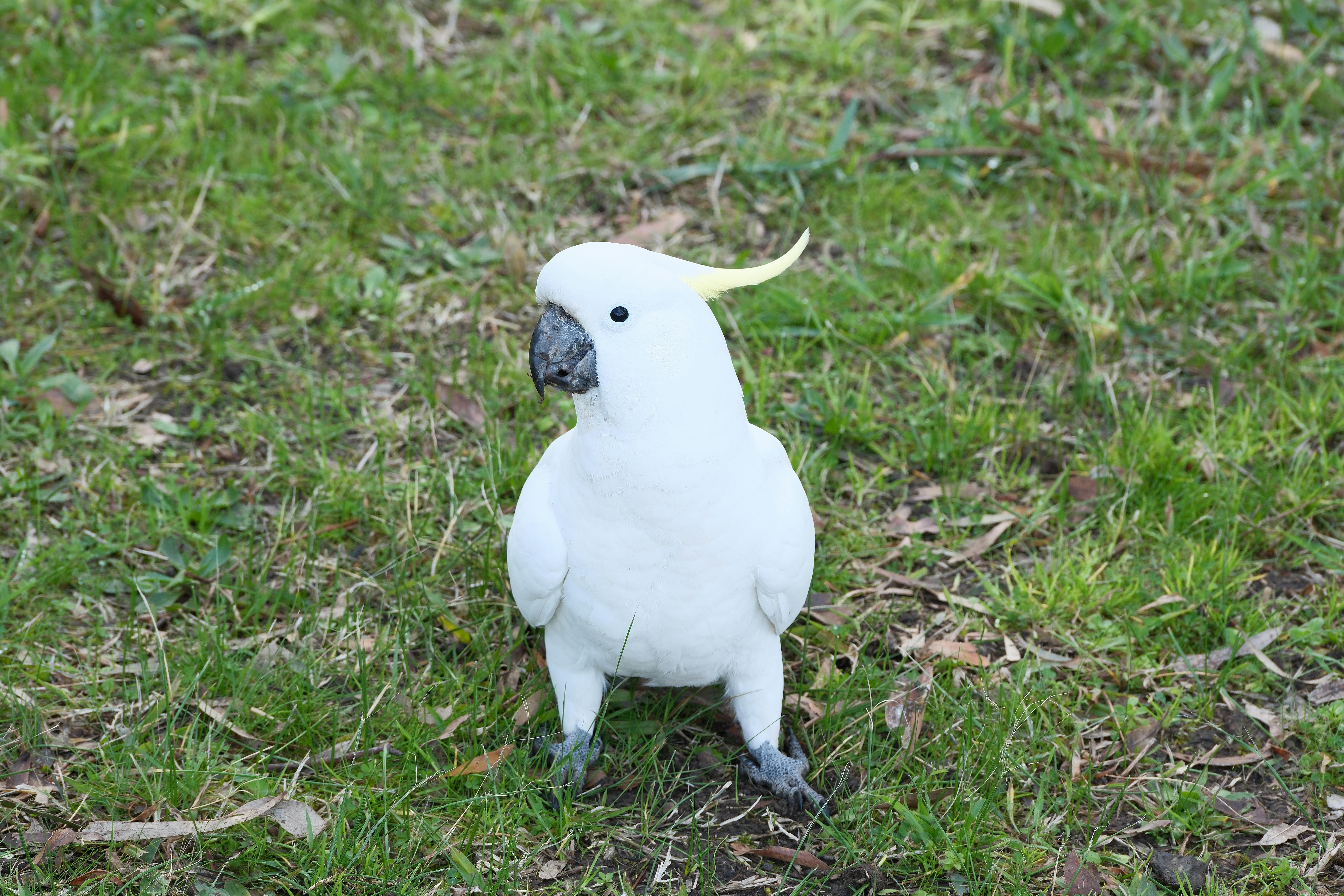 Artificial+Spiral+Hill+In+Sydney+Olympic+Park,+Australia Photos ...
