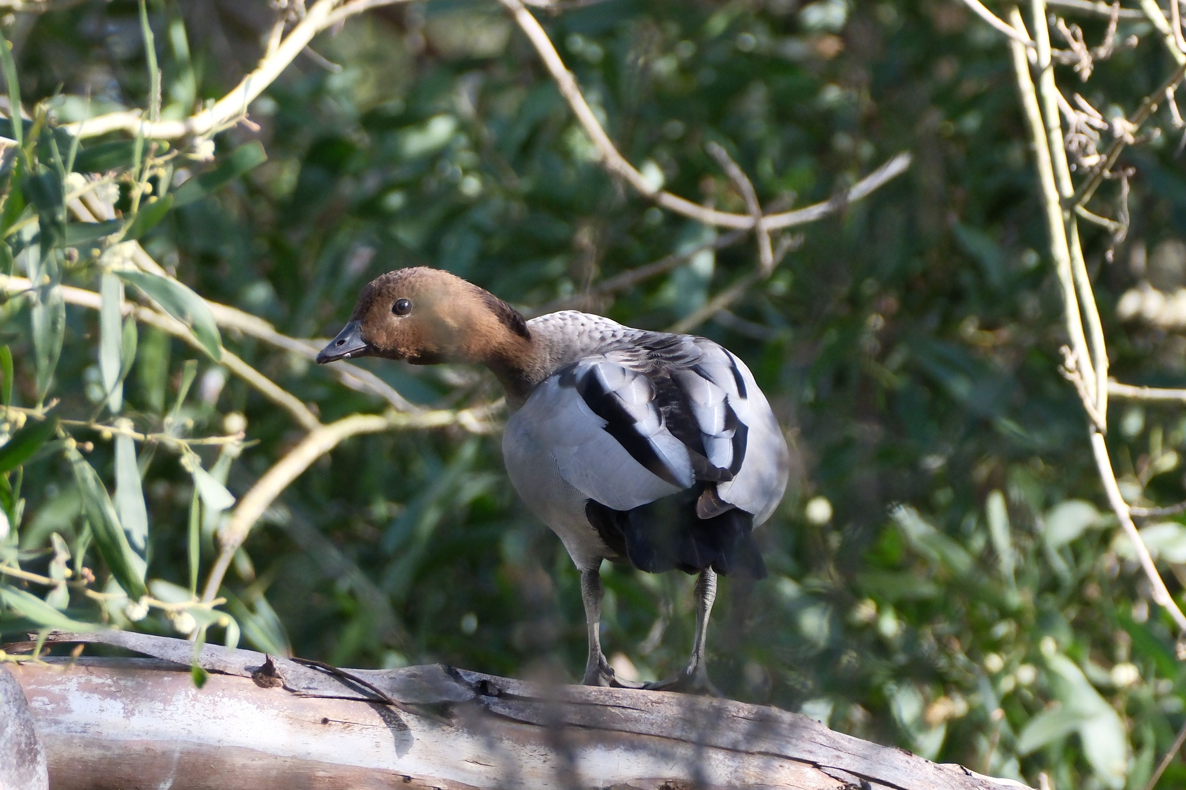 Australian Wood Duck Standing on Log Outdoors · Free Stock Photo