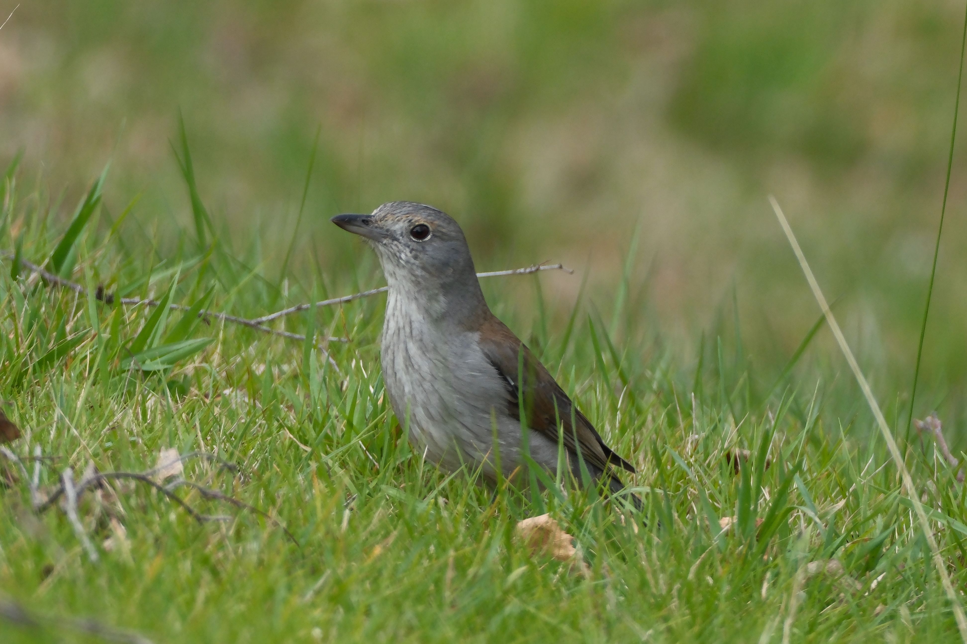 Thrush Test Photos, Download The BEST Free Thrush Test Stock Photos ...