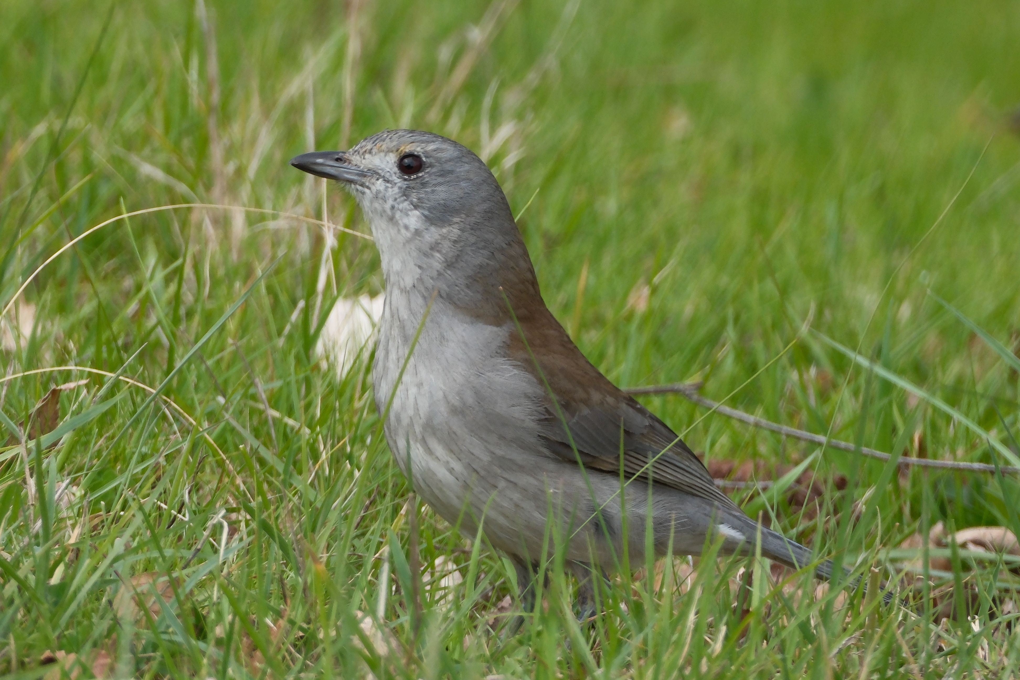 Close-up of a Gray Bird in Green Grass · Free Stock Photo