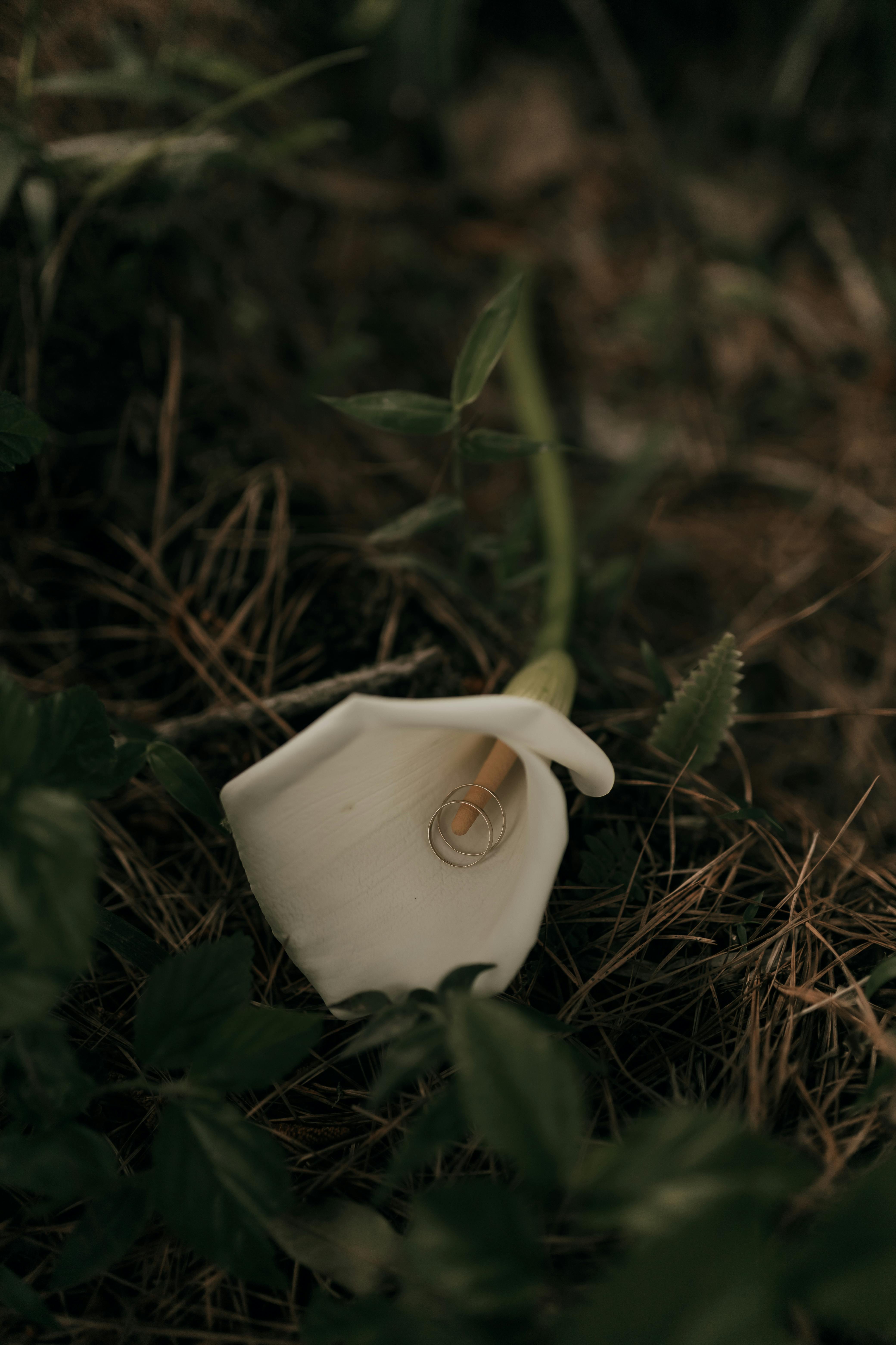 5.000+ Lilien Bilder und Fotos · Kostenlos Downloaden · Pexels Stock-Fotos