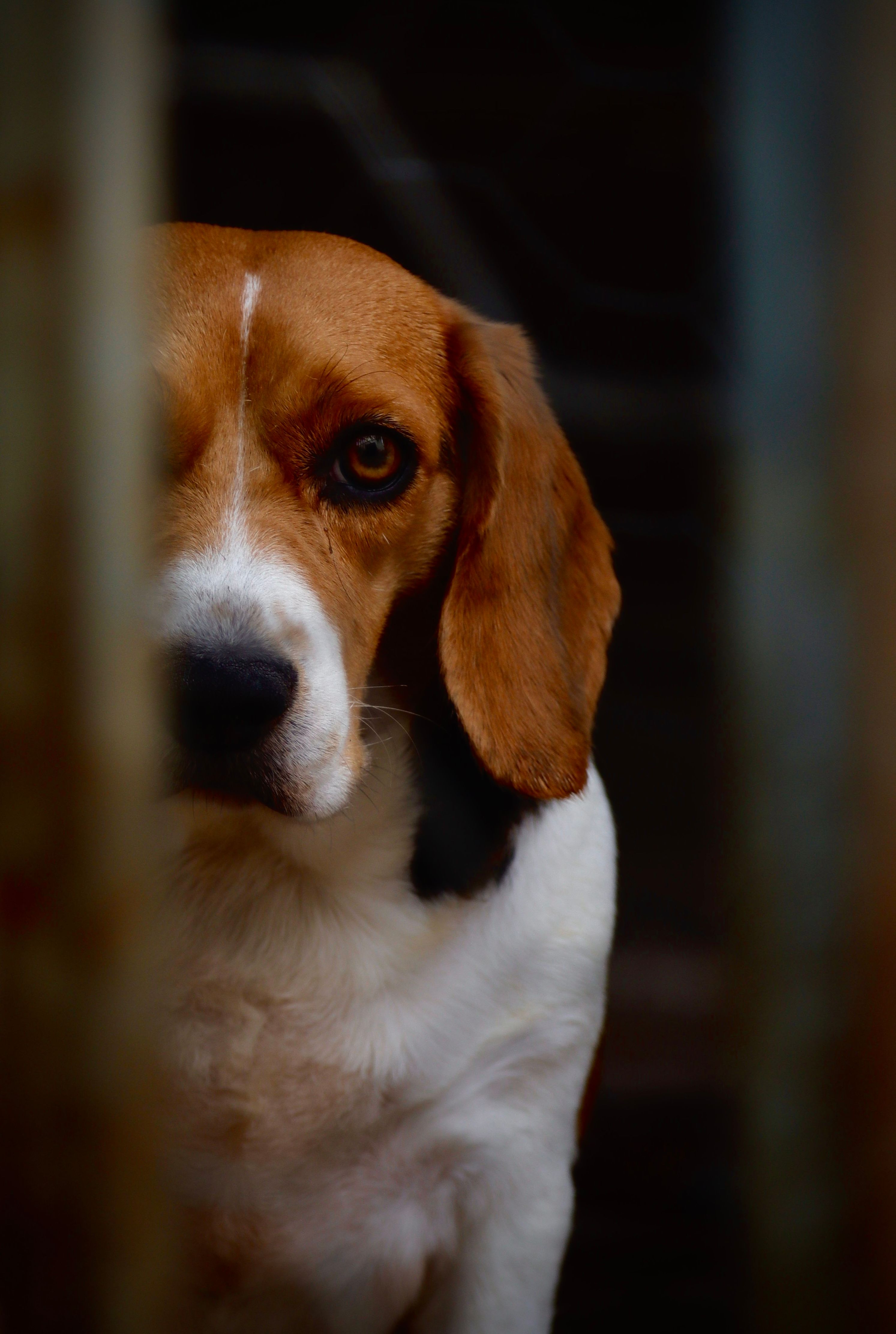Close-Up Portrait of a Beagle Behind Bars · Free Stock Photo