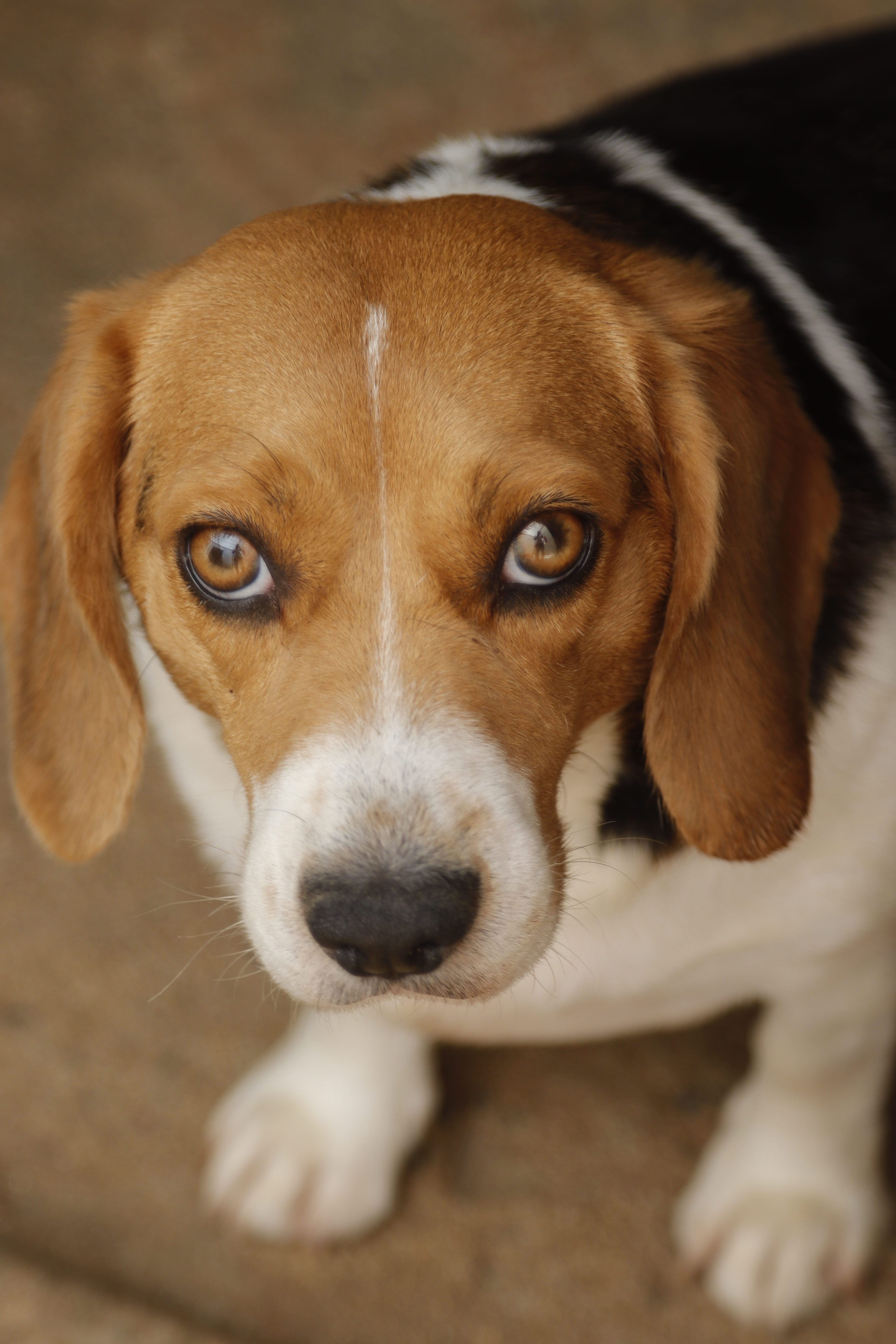 Stave Hound Photos, Download The BEST Free Stave Hound Stock Photos ...