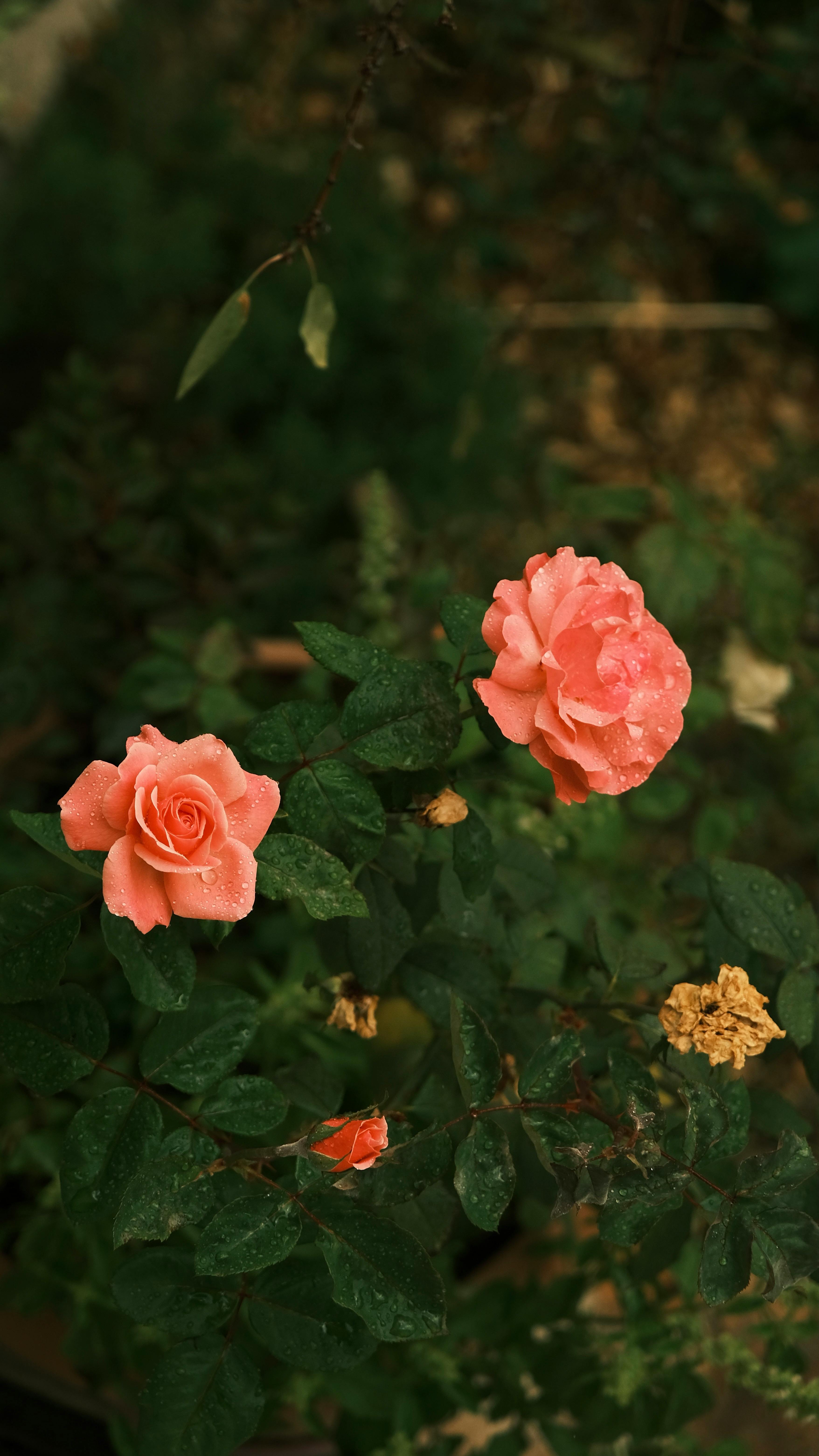 100 000+ Porsche Rose banque d’images et photos libres de droit ...
