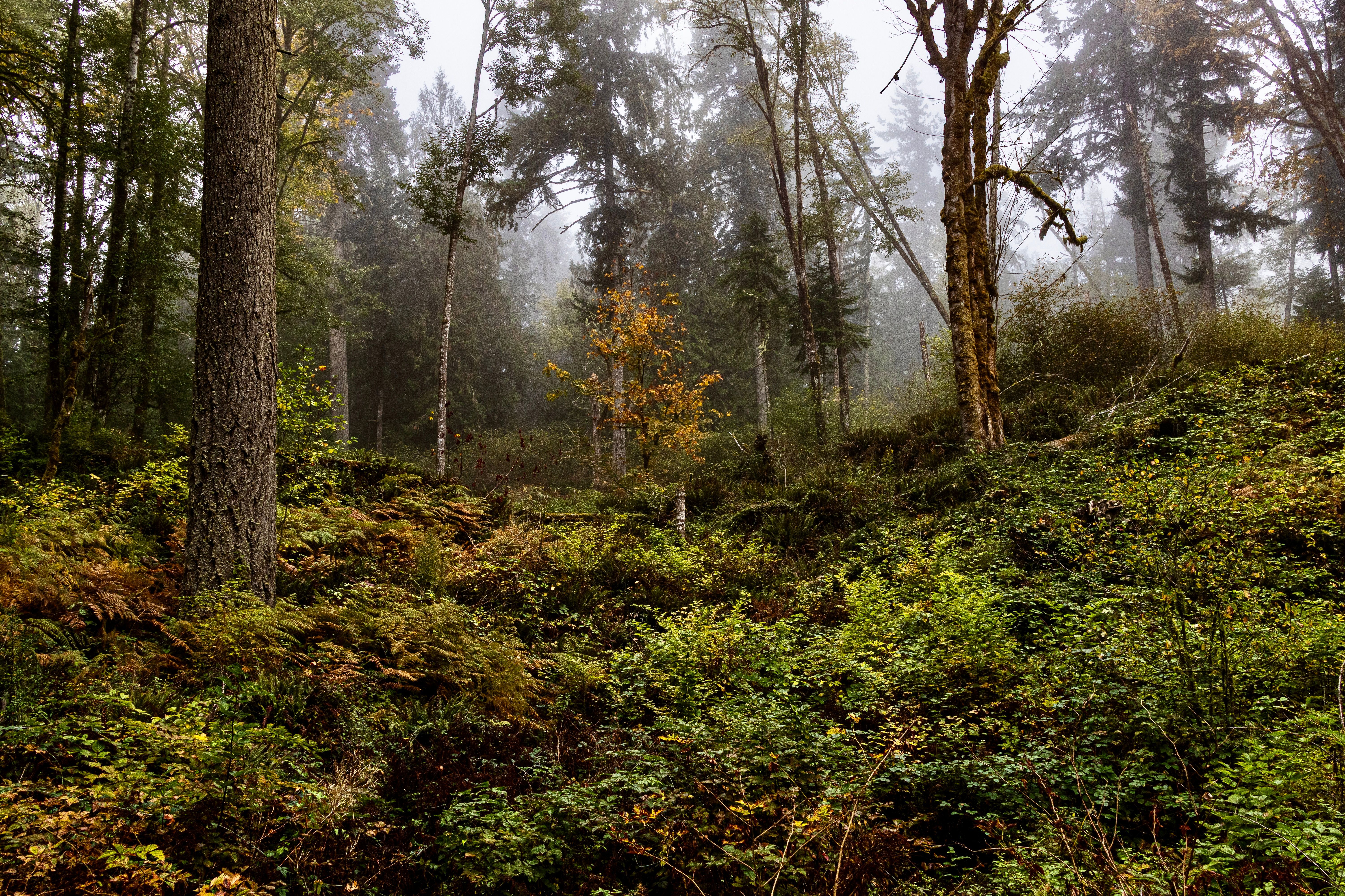 Foggy Forest Landscape in Olympia, Washington · Free Stock Photo