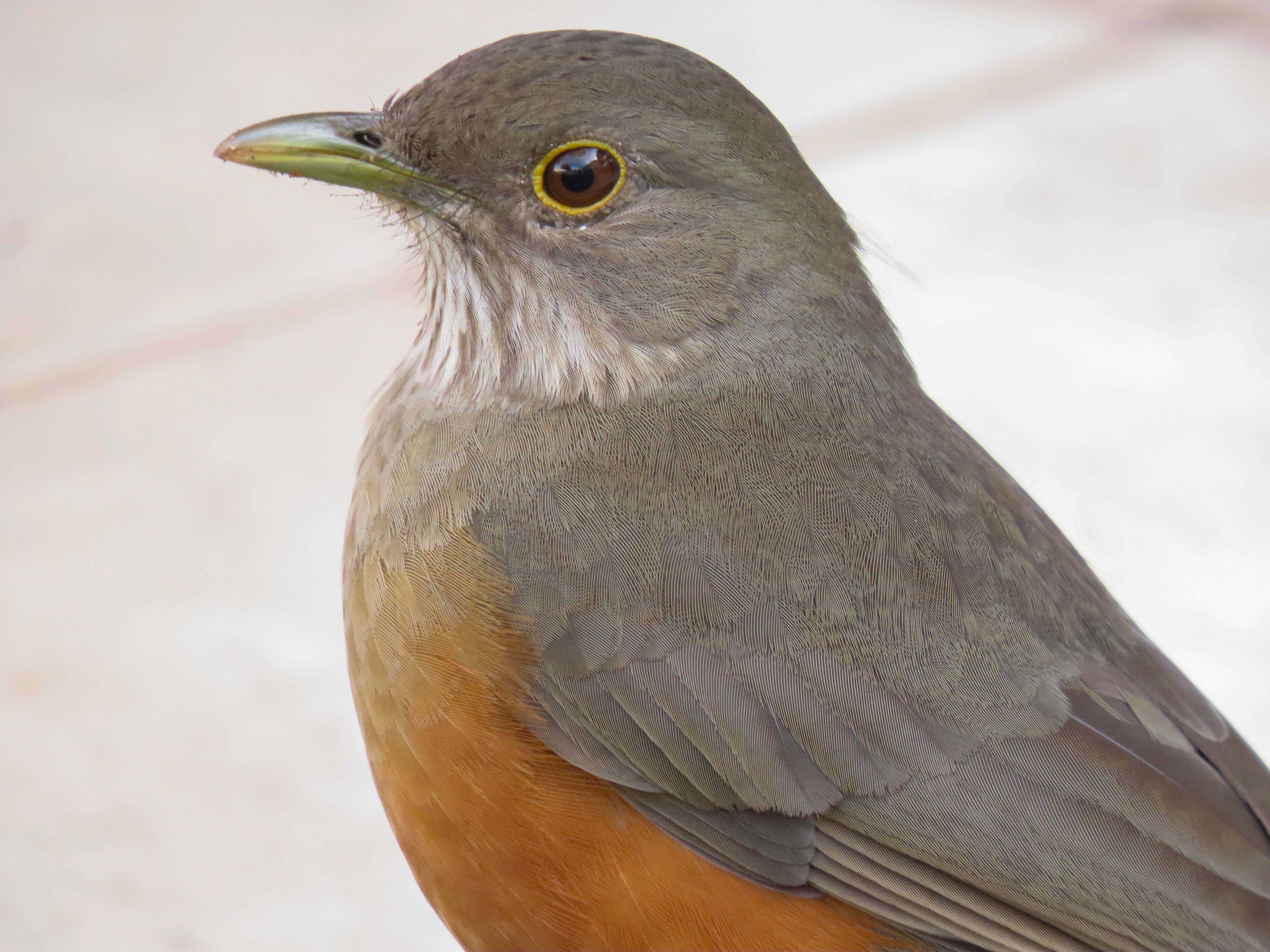 Close-up of a Rufous-bellied Thrush · Free Stock Photo