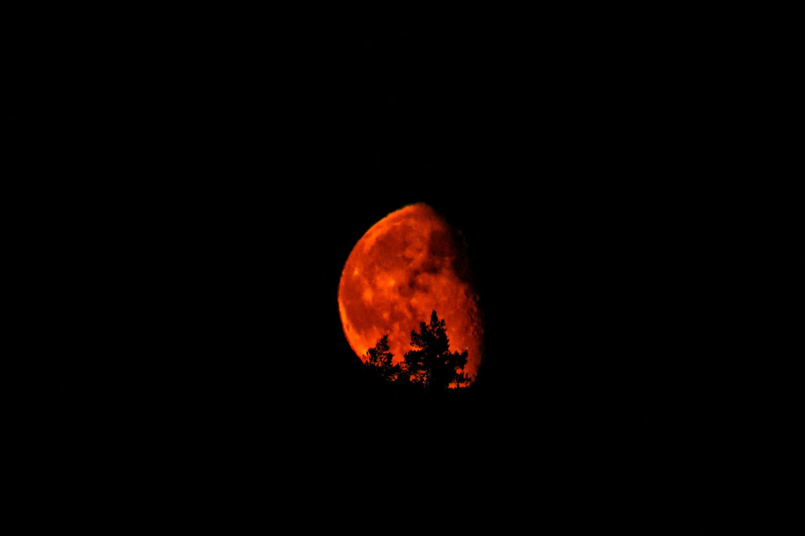 Red Moon With Trees Photos, Download The BEST Free Red Moon With Trees ...
