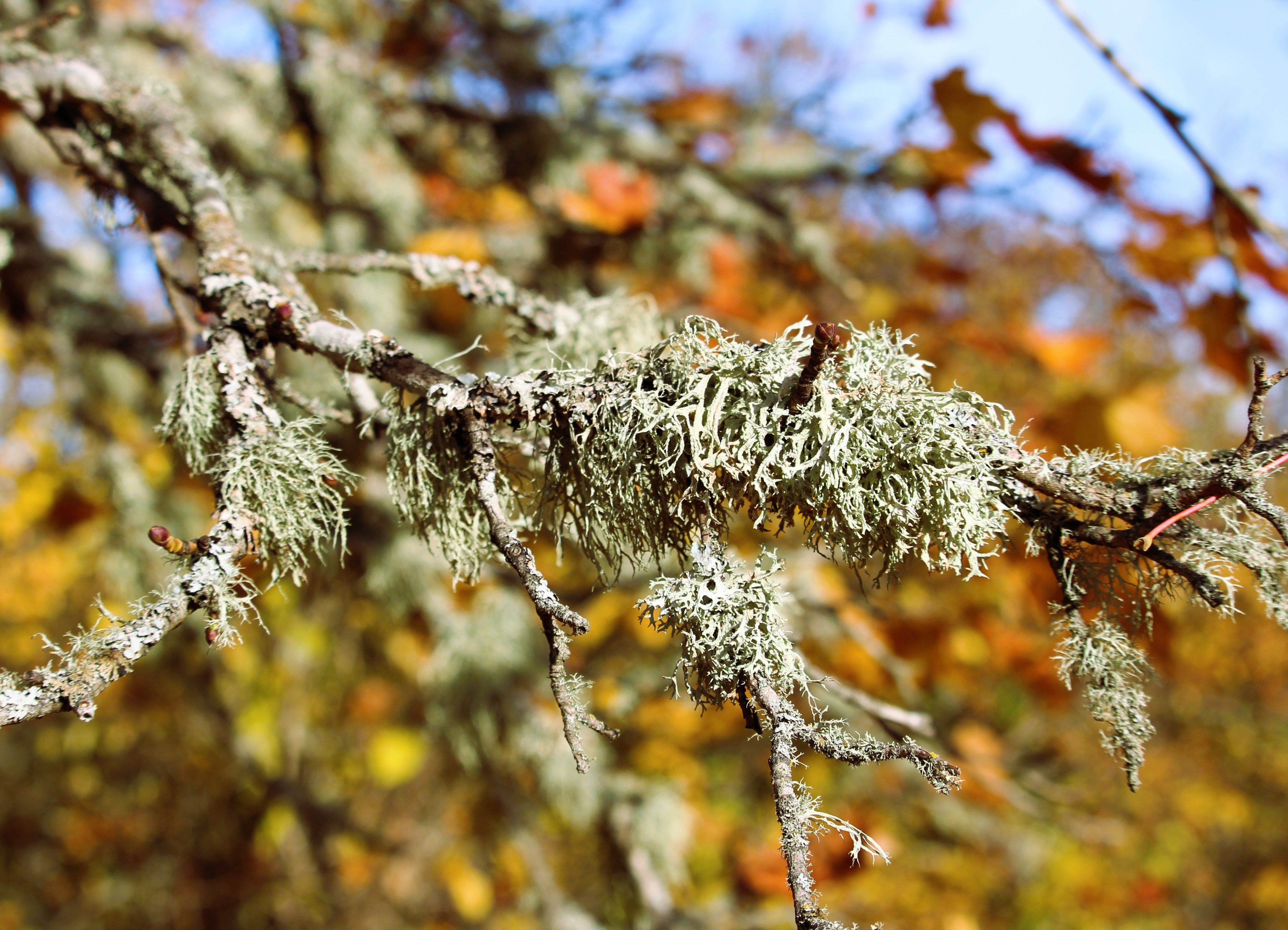 Close-up of Lichen on Autumn Branch · Free Stock Photo