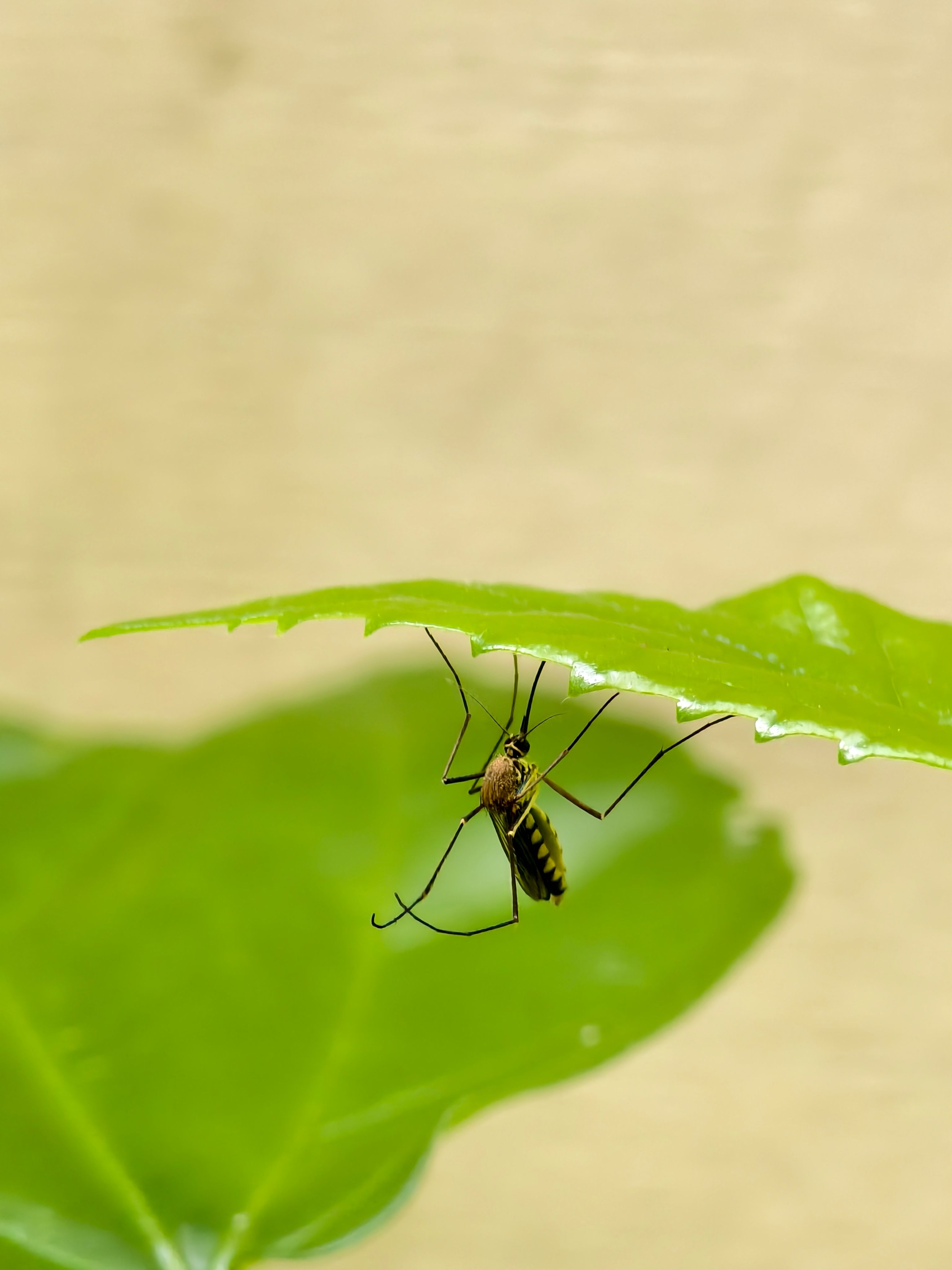 10.000+ Fotos y Imágenes de Mosquito+people Gratis · Banco de Fotos Gratis