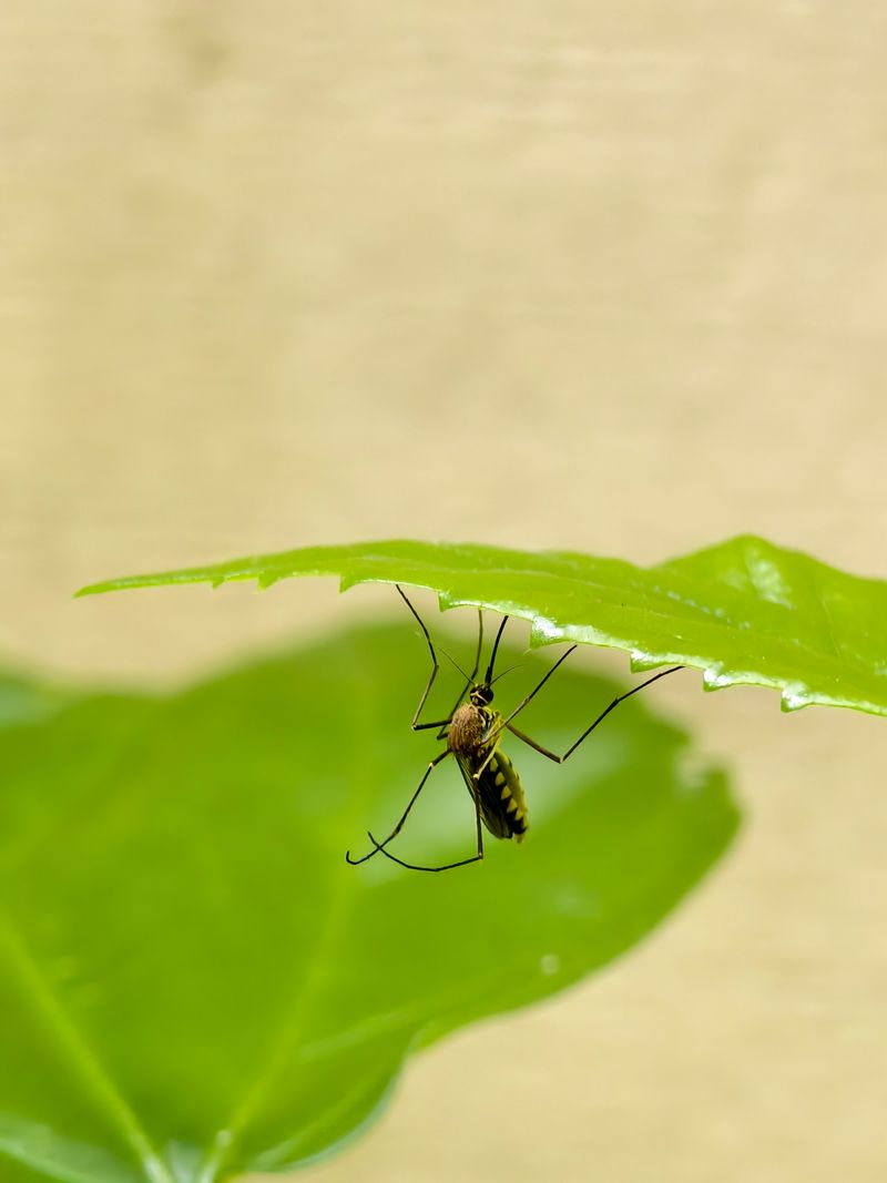 Mosquito Photos, Download The BEST Free Mosquito Stock Photos & HD Images