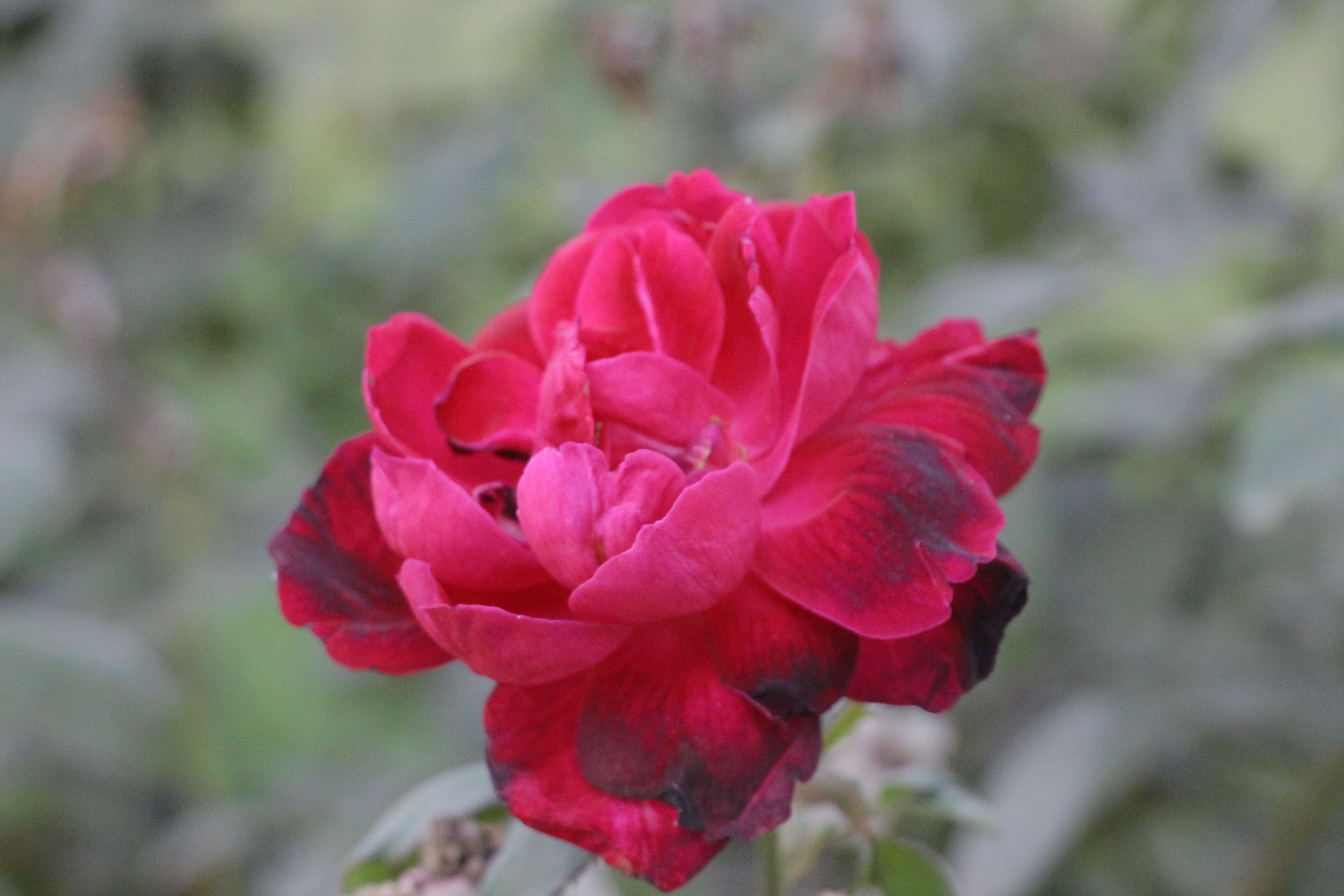 Vibrant Red Rose in Bloom Against Green Foliage · Free Stock Photo