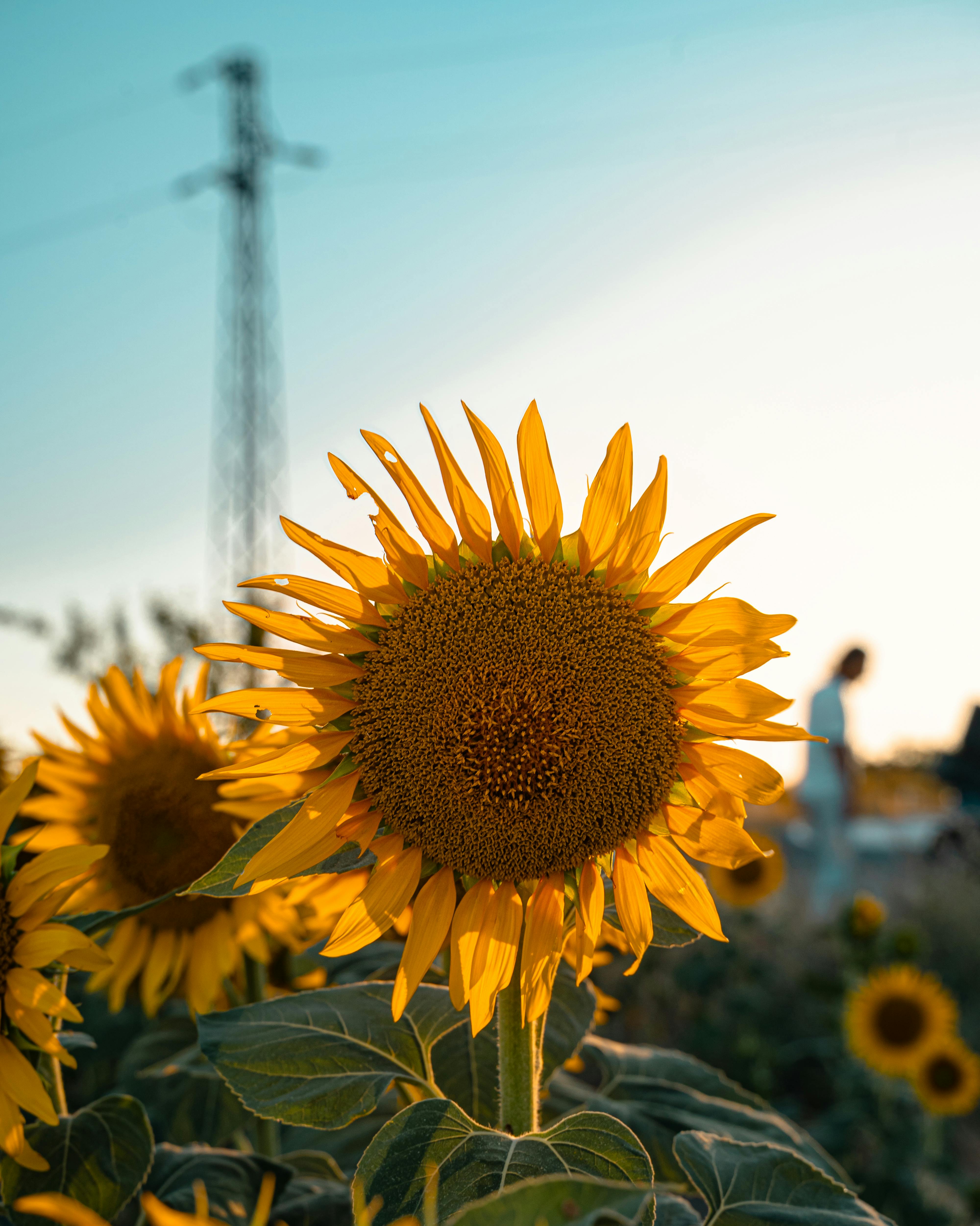 Background Photo Line Photos, Download The BEST Free Background Photo ...