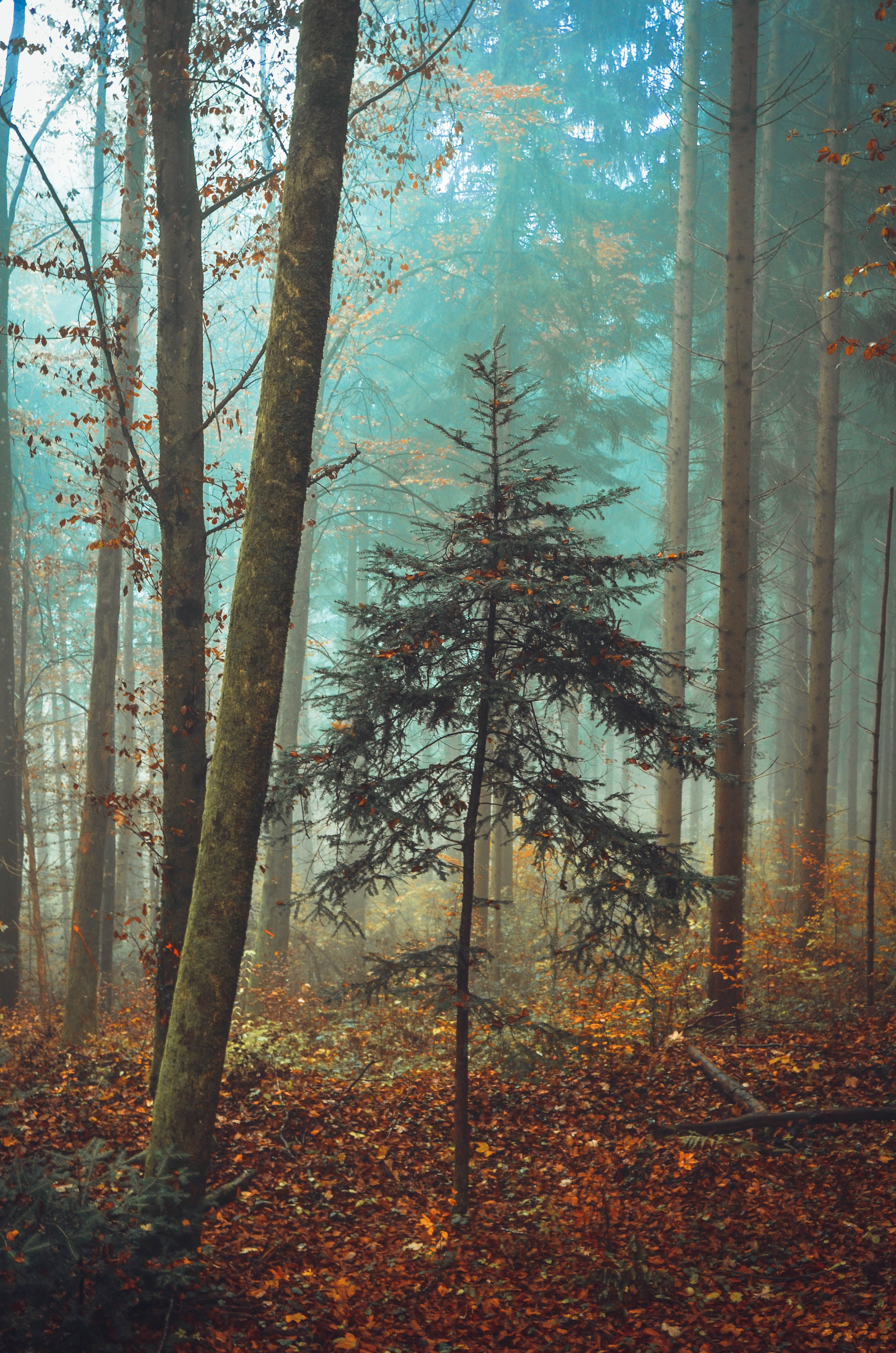 Foggy Autumn Morning in a Swiss Forest · Free Stock Photo