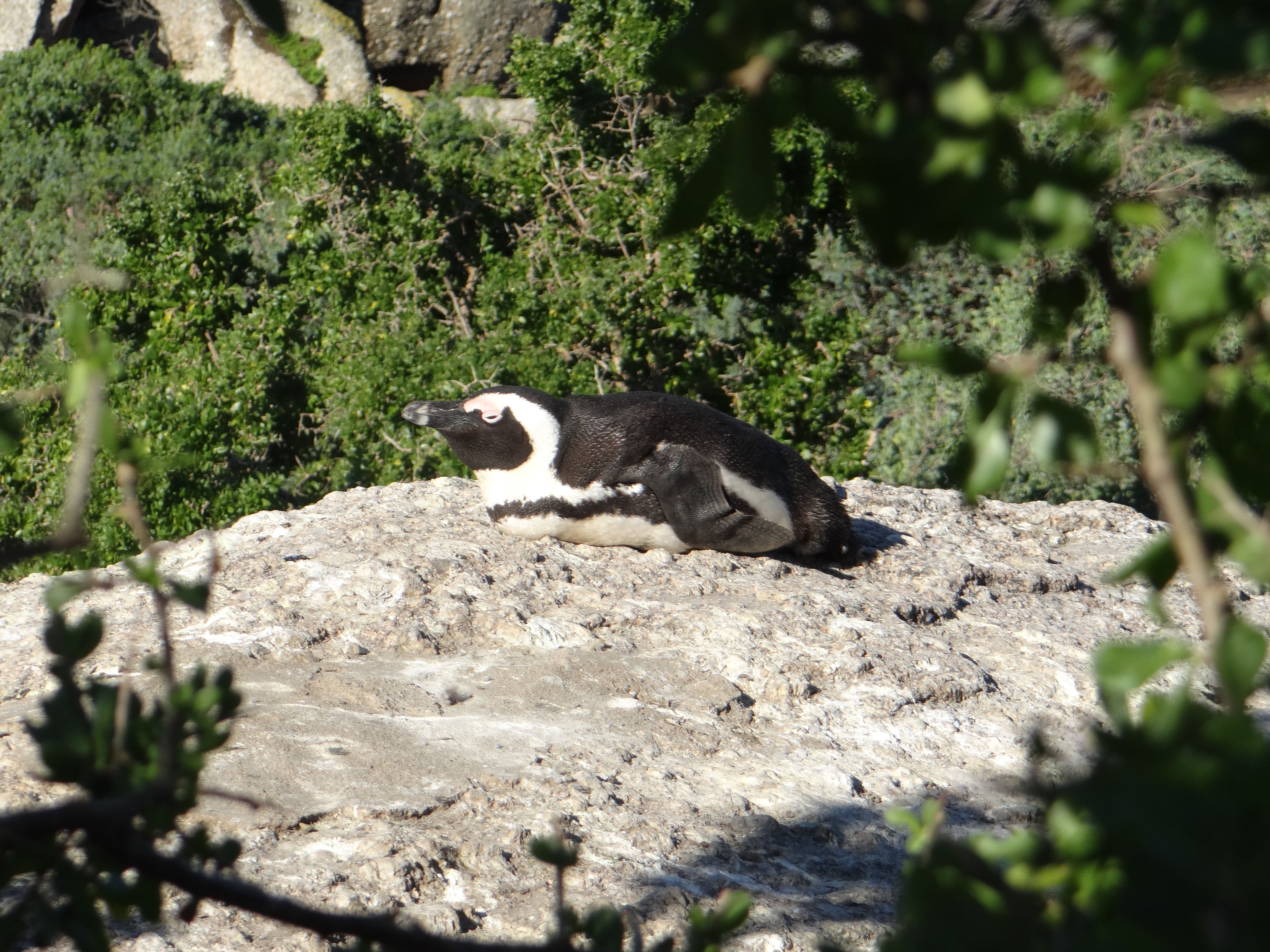 African Penguin Resting on Boulder in Nature · Free Stock Photo