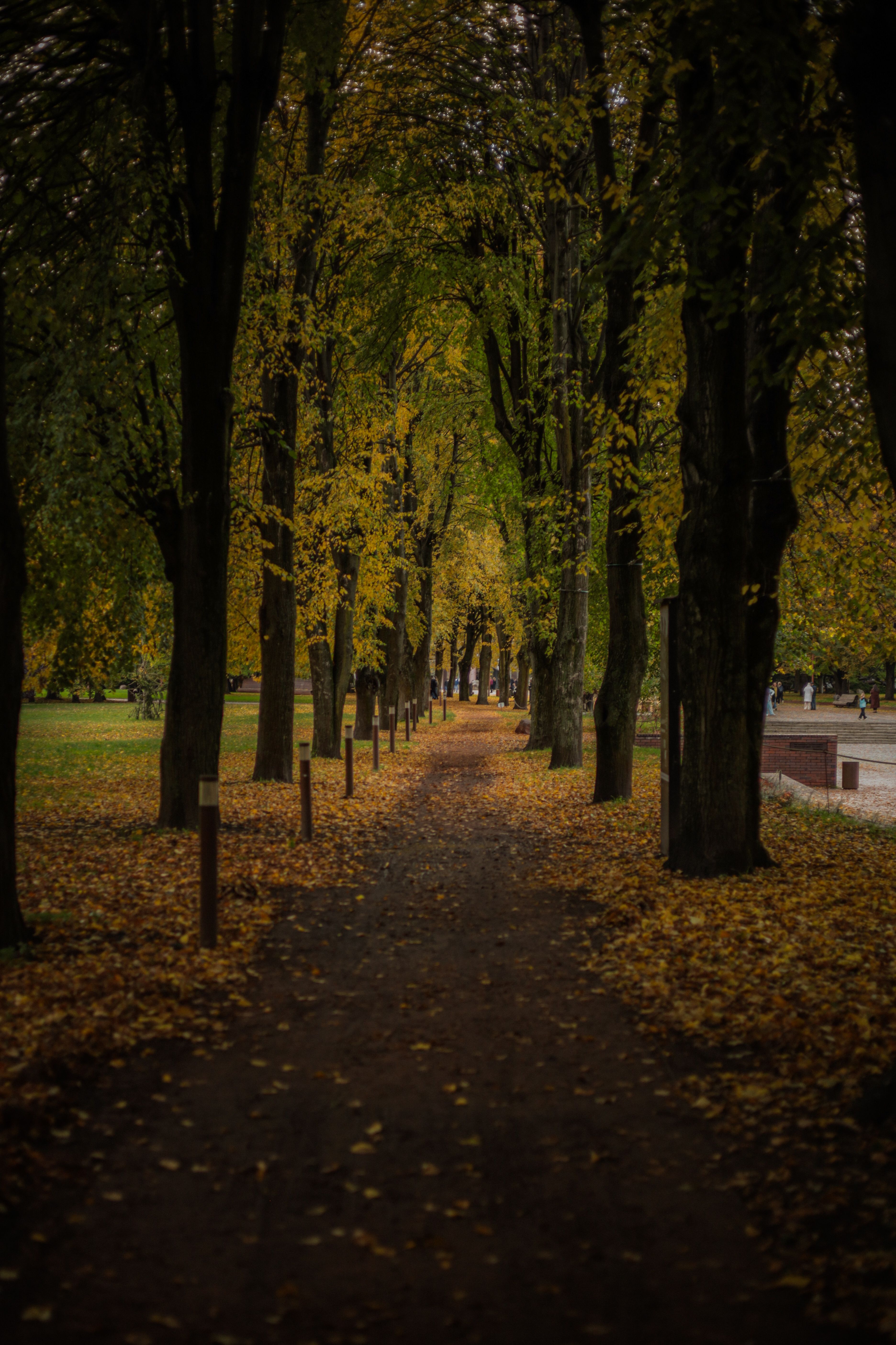 Photo of Paved Pathway Between Trees · Free Stock Photo