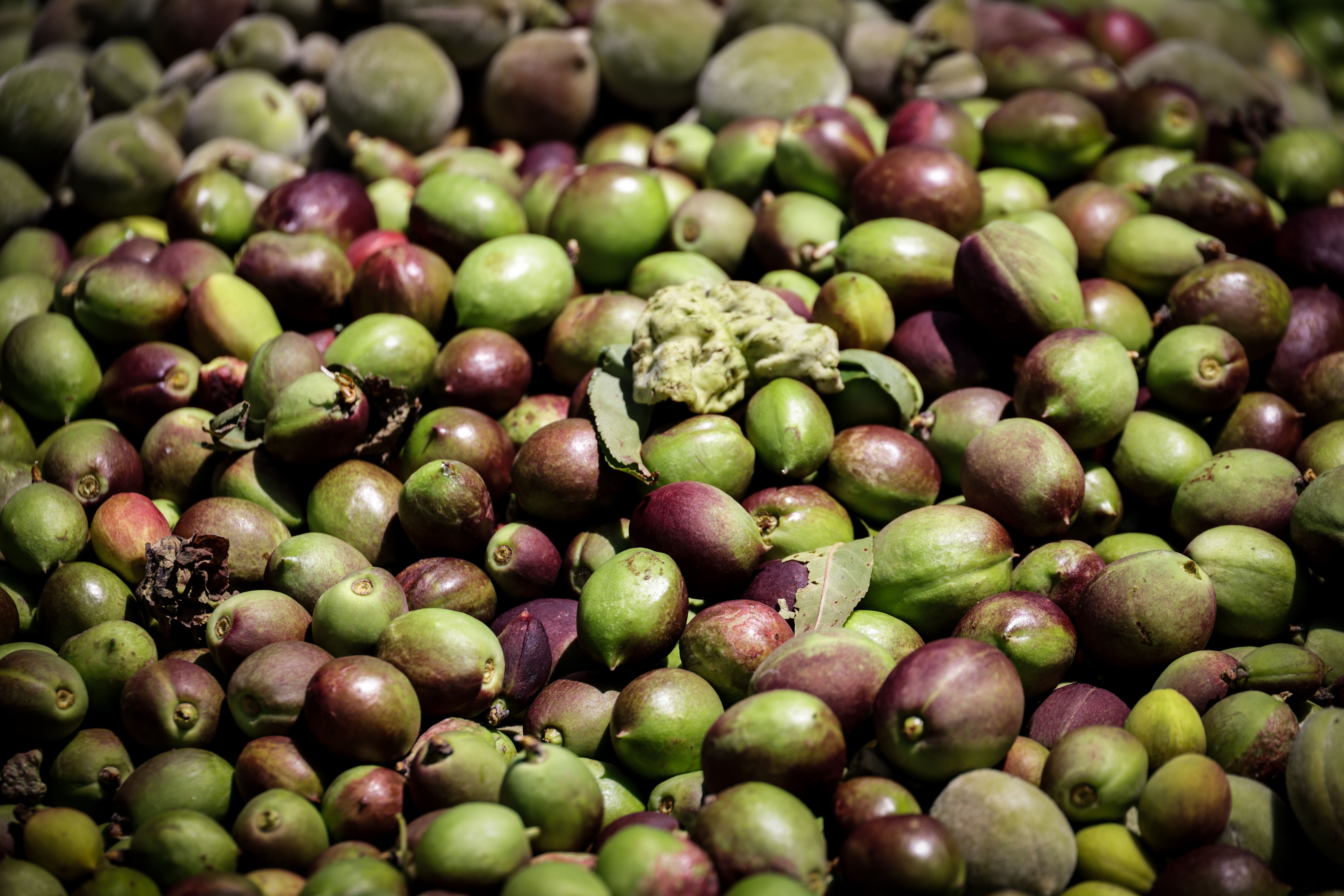 Olives Photos, Download The BEST Free Olives Stock Photos & HD Images